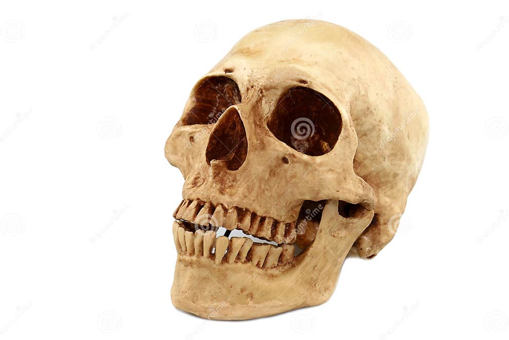 Skulls stock photo. Image of human, dead, head, white - 64240548