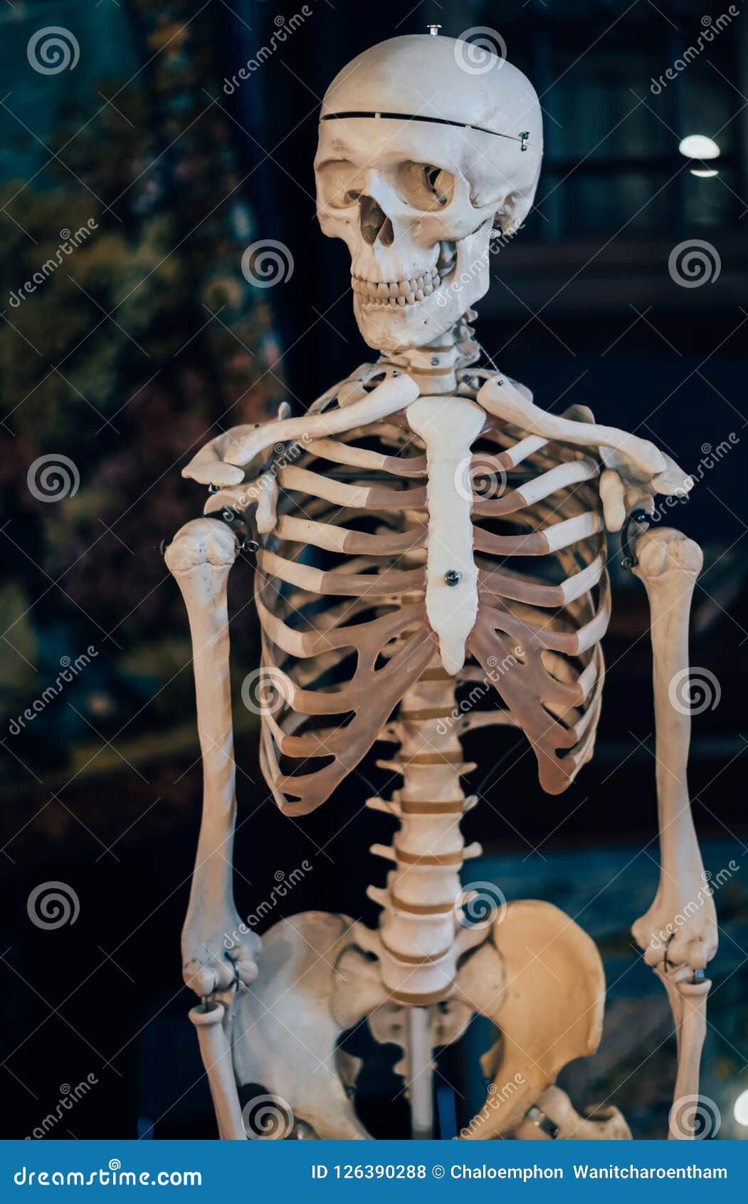 Skulls and Skeletons Look Shocking. Stock Photo - Image of body ...