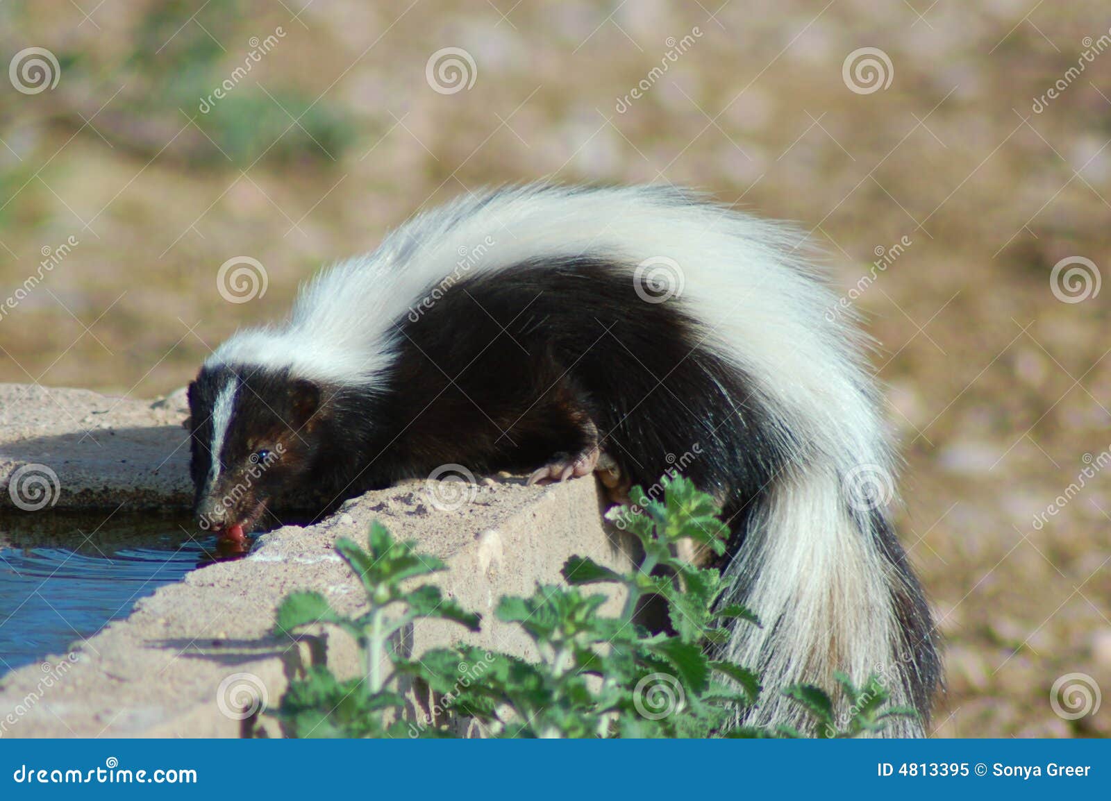 Skunk stock image. Image of cute, weeds, desert, furry - 4813395