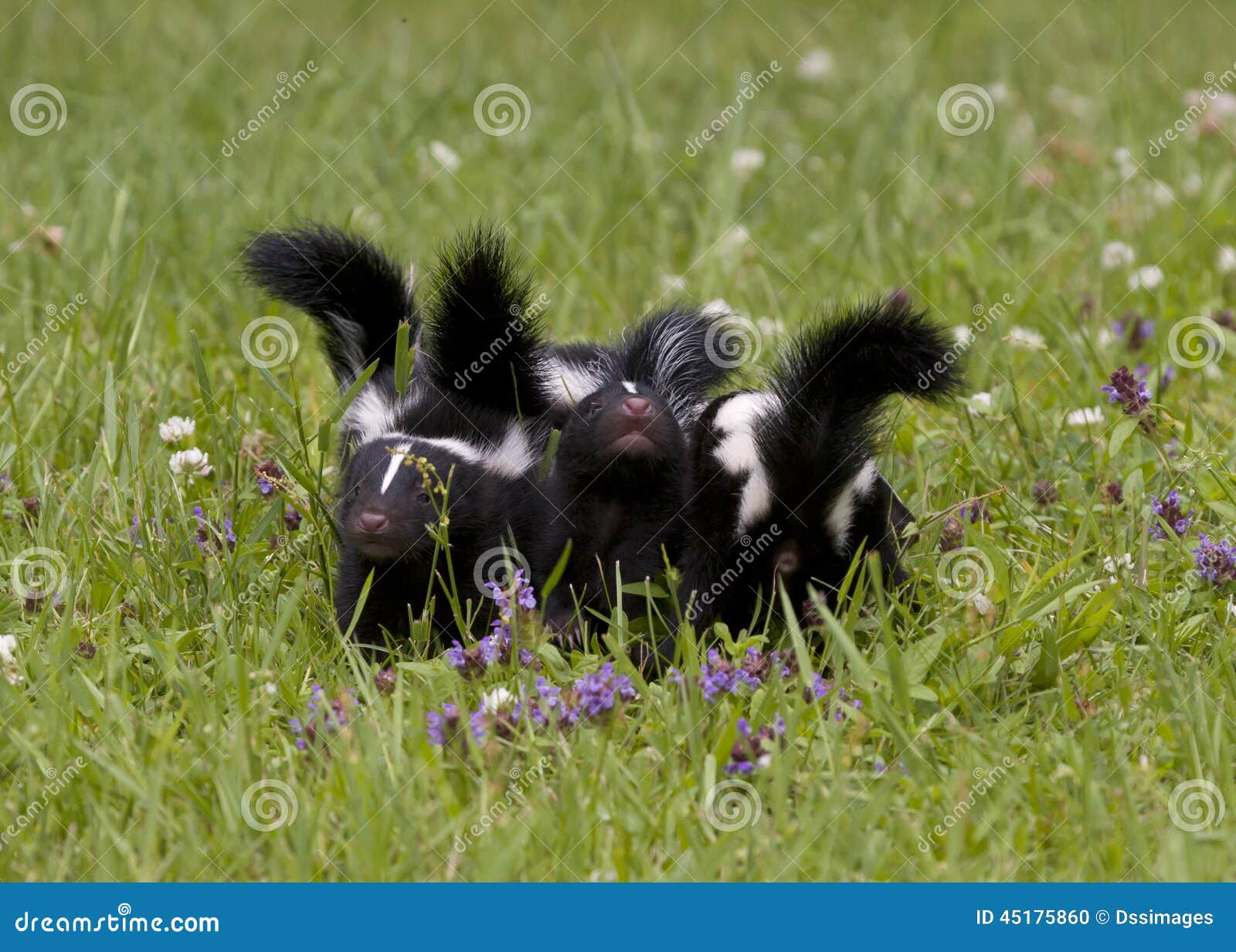 Skunk Babies in a Meadow stock photo. Image of animals - 45175860