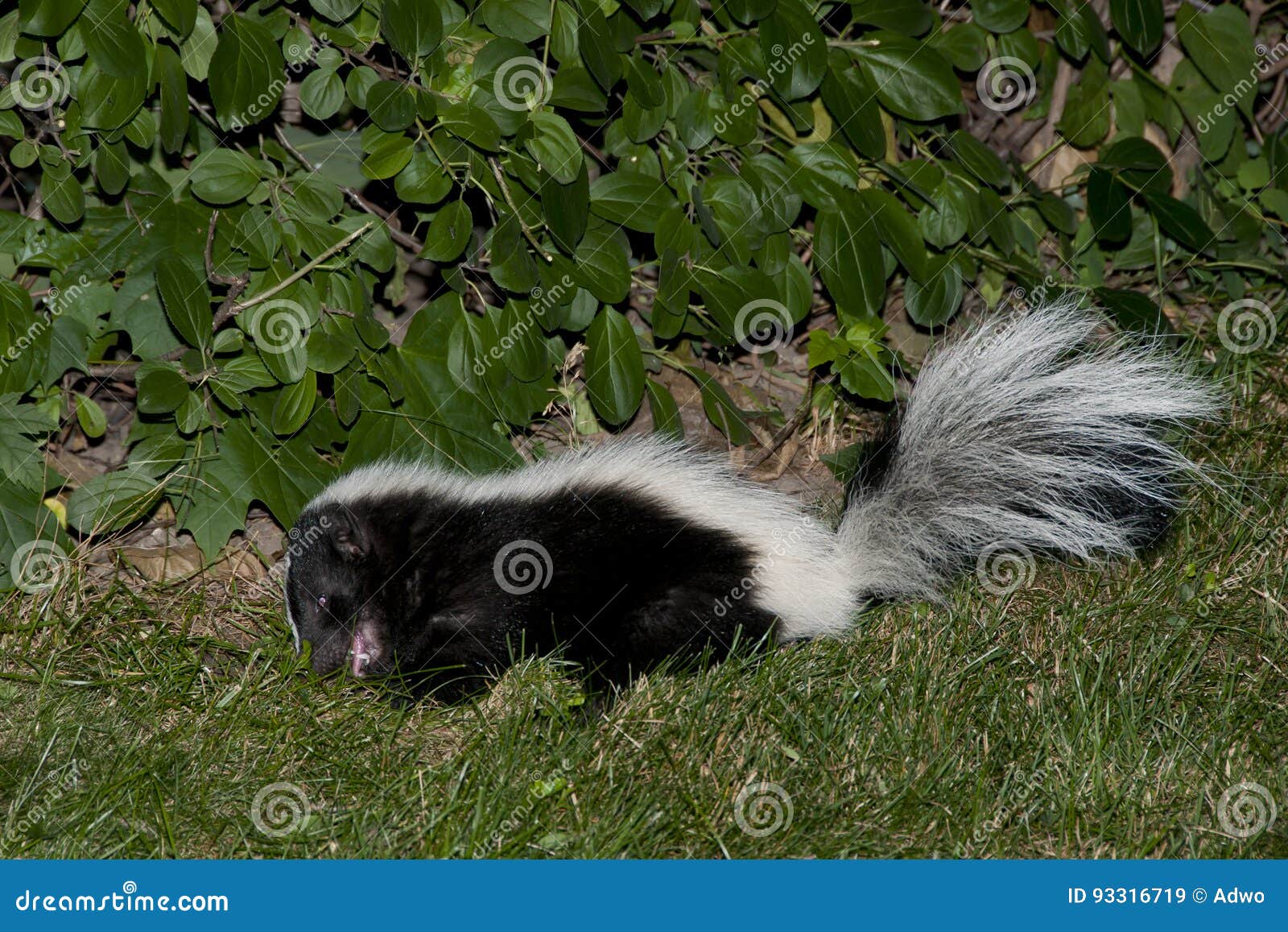 Skunk in Backyard Grass stock image. Image of wildlife - 93316719