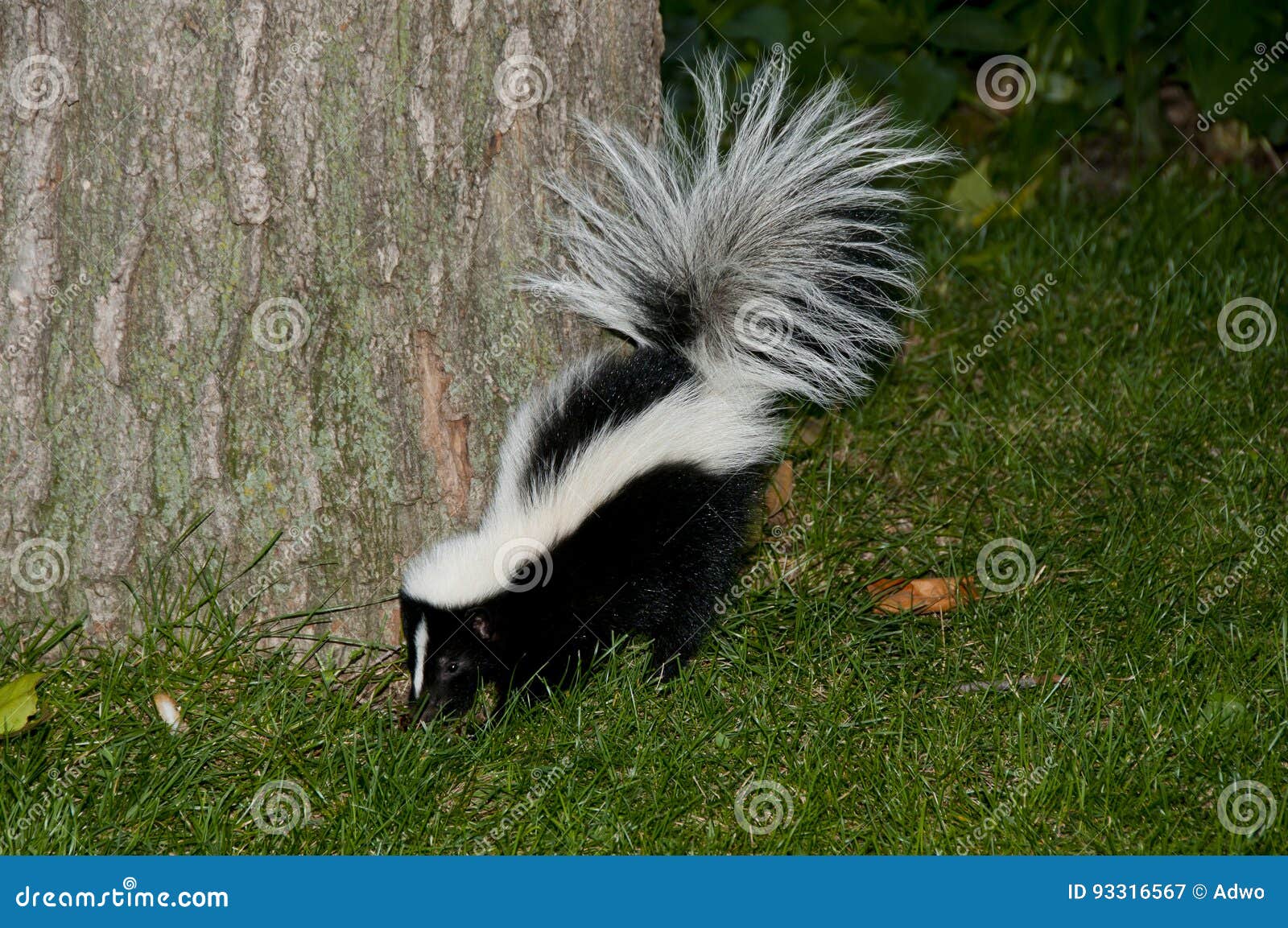 Skunk in Backyard stock image. Image of evening, cute - 93316567