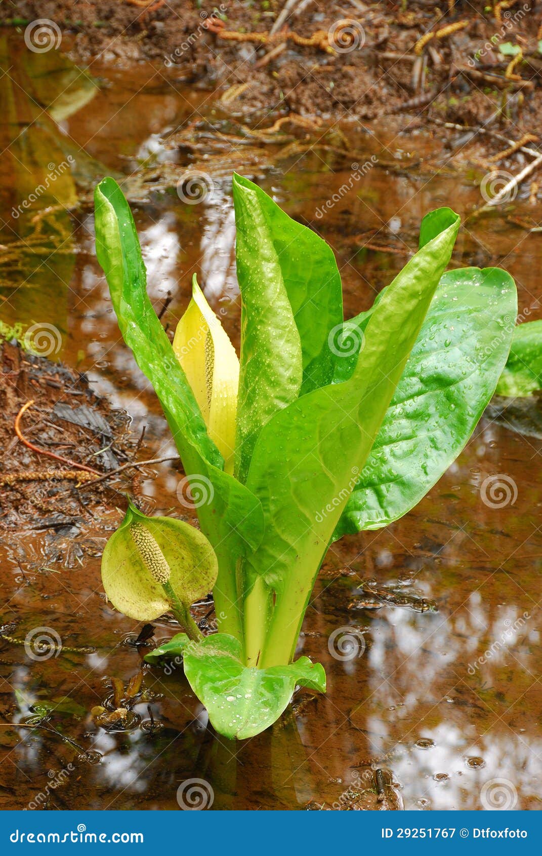 Skunk Cabbage stock image. Image of odorous, yellow, oregon - 29251767