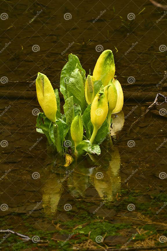 Skunk Cabbage stock image. Image of yellow, peaceful - 51687557