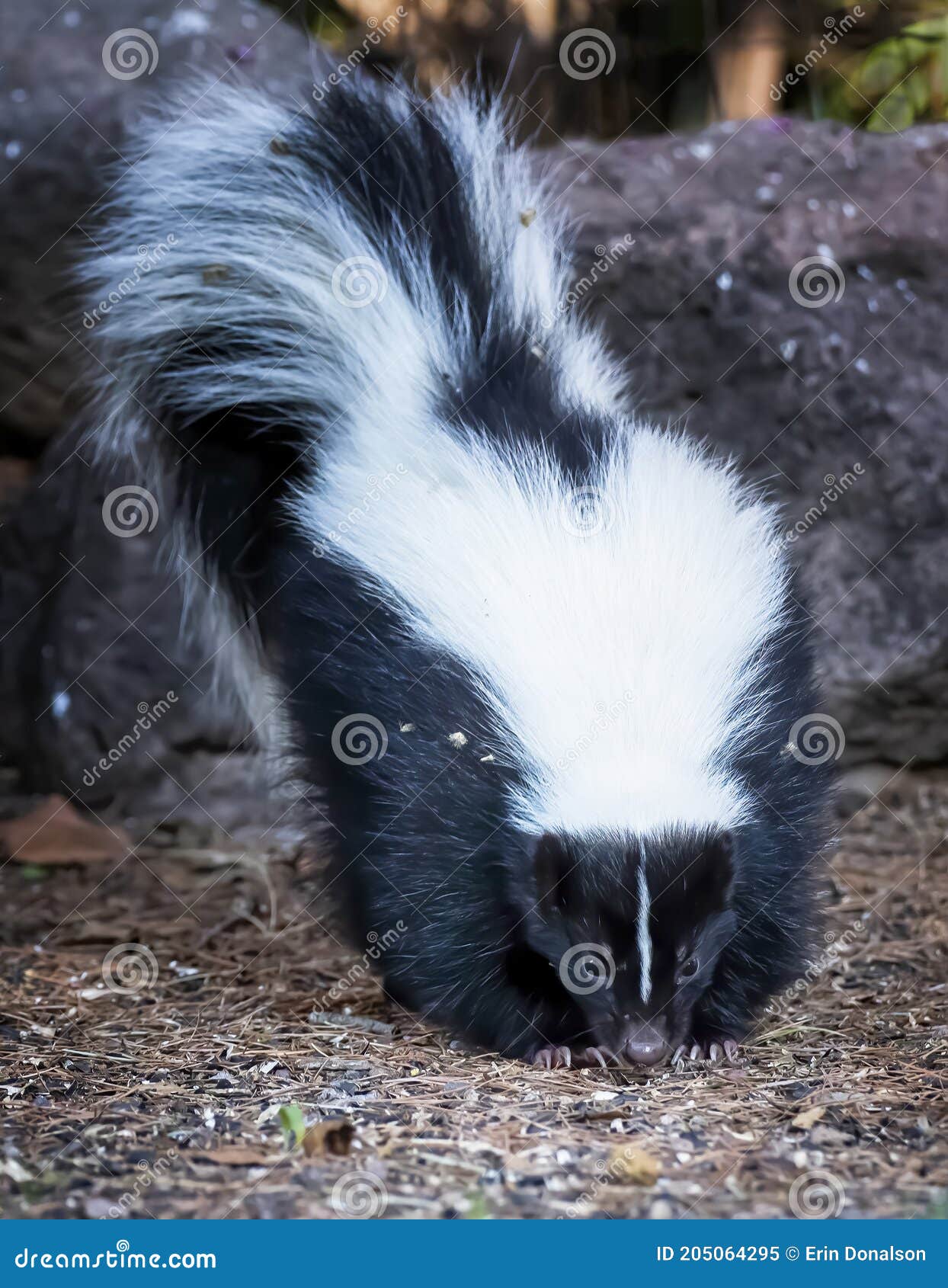 Skunk Close Up with Nose on Paws and Tail Up Facing Camera Stock Image ...