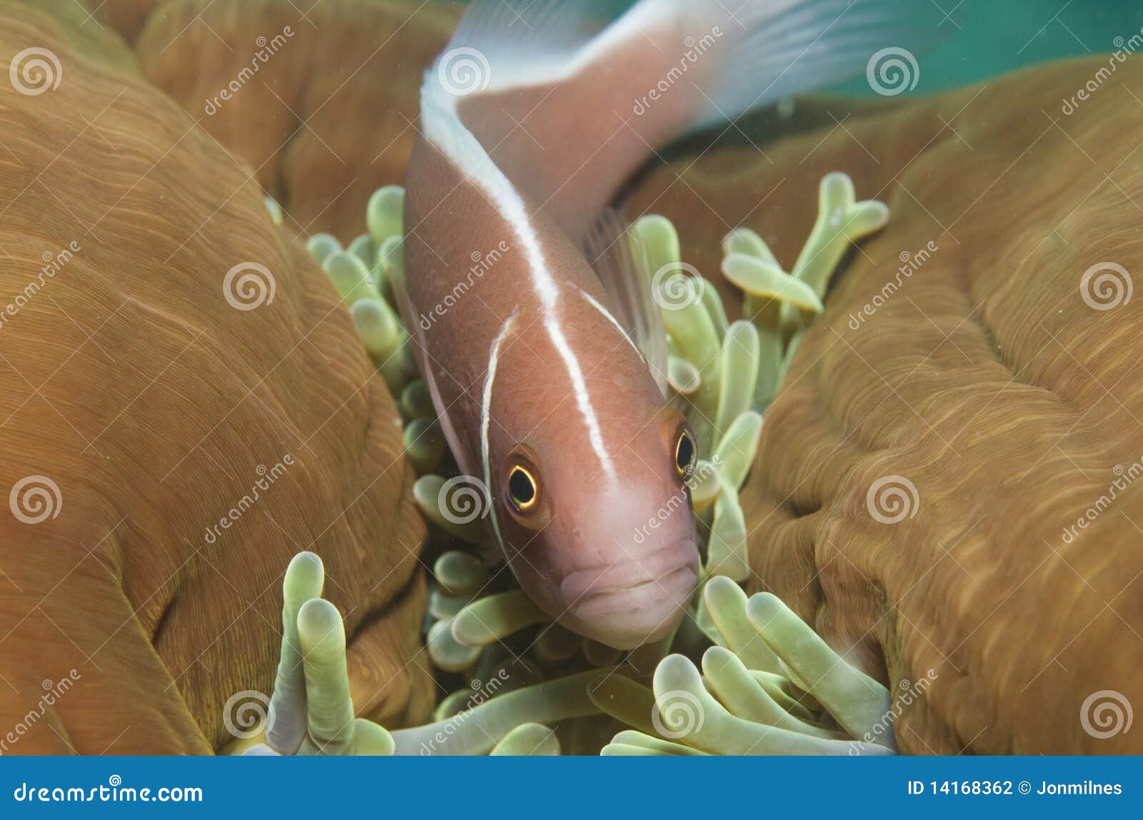 Skunk clown fish stock photo. Image of scuba, deep, wildlife - 14168362