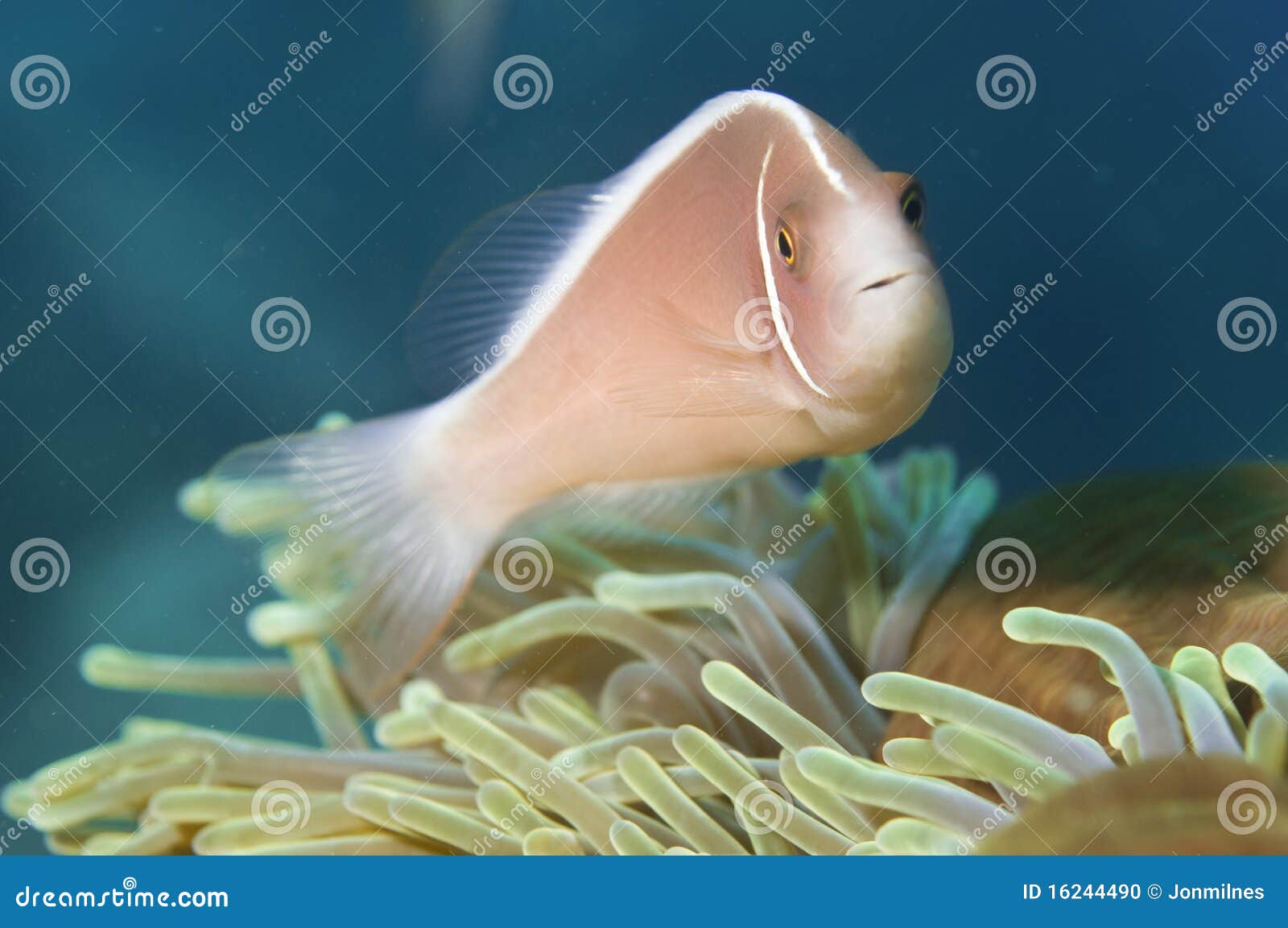 Skunk clown fish stock photo. Image of saltwater, sport - 16244490
