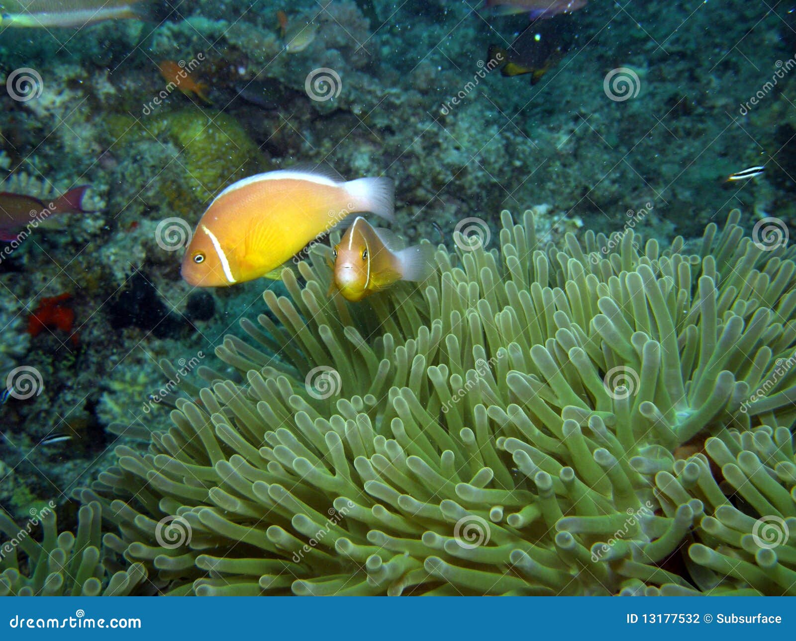 Skunk Clown Fish in Anemone Fiji Stock Photo - Image of colourful ...
