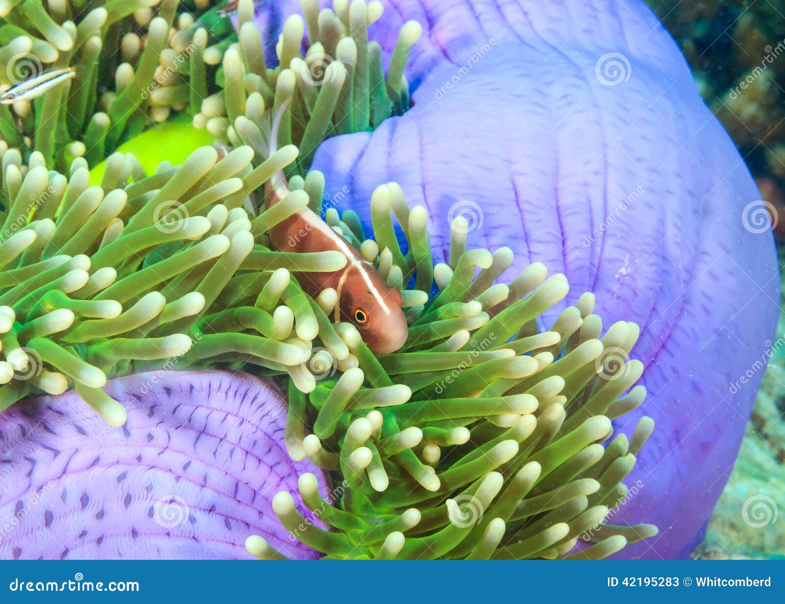 Skunk Clownfish stock image. Image of nature, undersea - 42195283