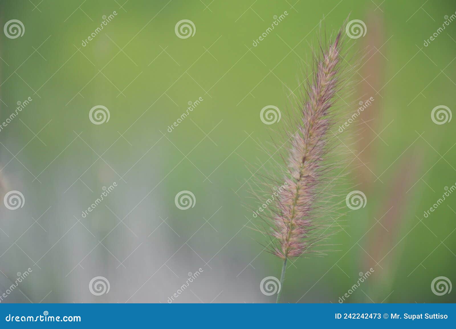 Skunk Grass Green Blur Background Copy Space, Concept, Assemble Ads ...
