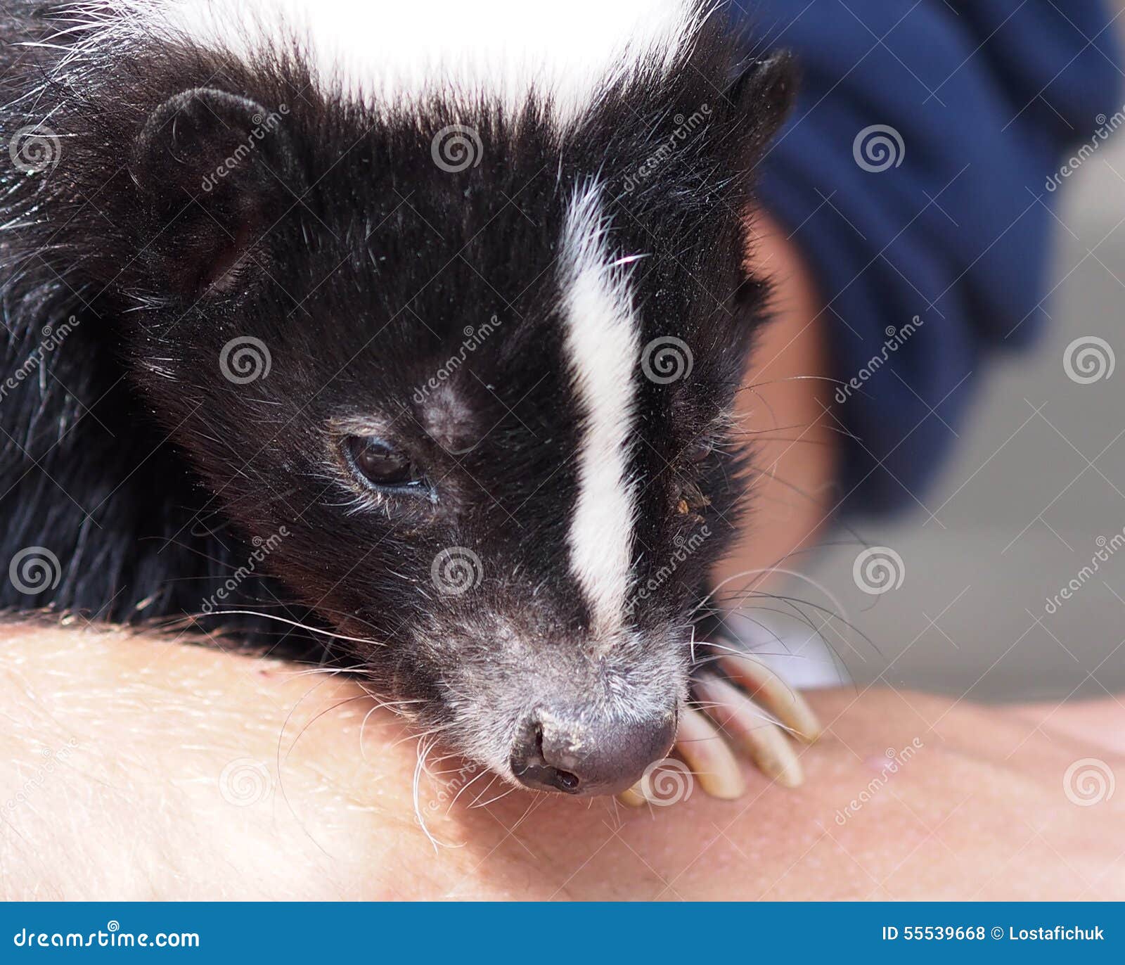 Skunk stock photo. Image of mammal, black, musk, white - 55539668