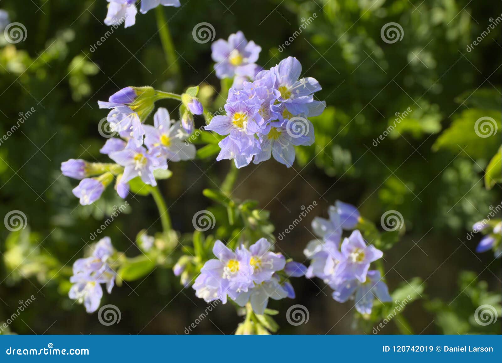 Skunk leaf stock image. Image of flower, idaho, skunk - 120742019