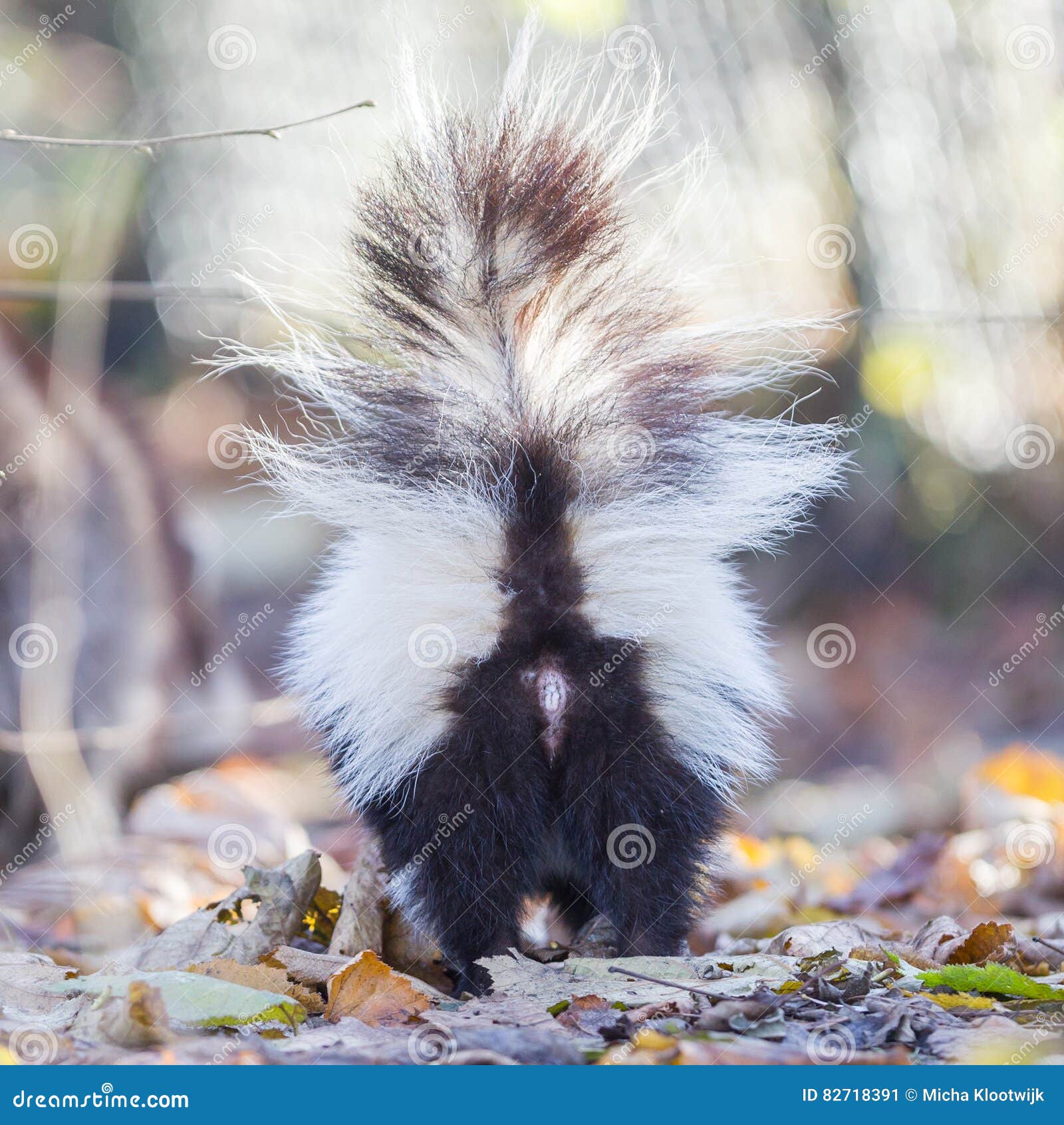 Skunk Mephitis Mephitis in Winter Stock Image - Image of nature, fuzzy ...