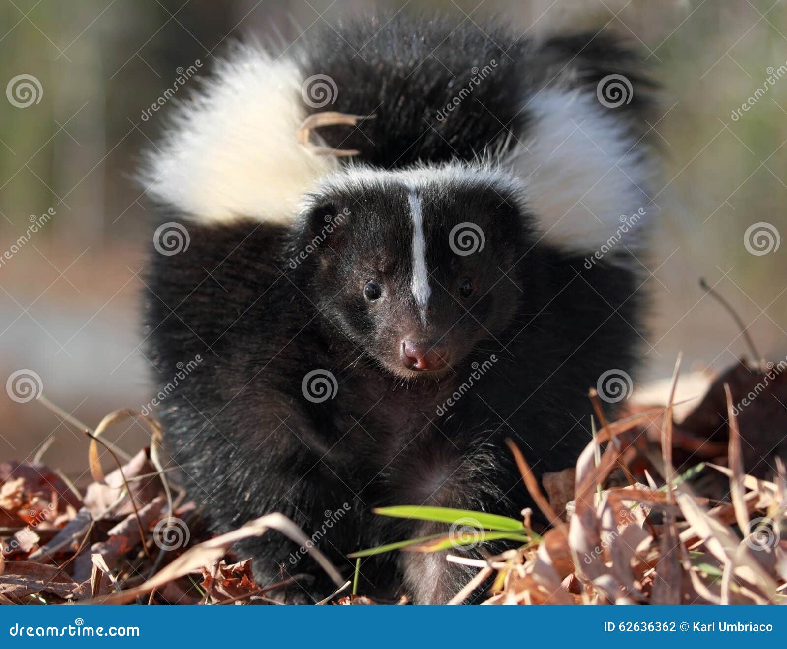 Skunk stock photo. Image of mammal, wildlife, beauty - 62636362