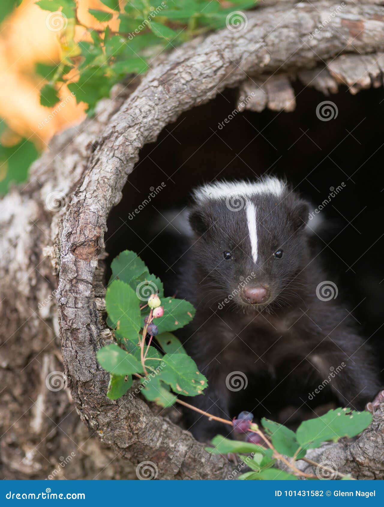 Skunk stock photo. Image of leaves, empty, nature, looking - 101431582