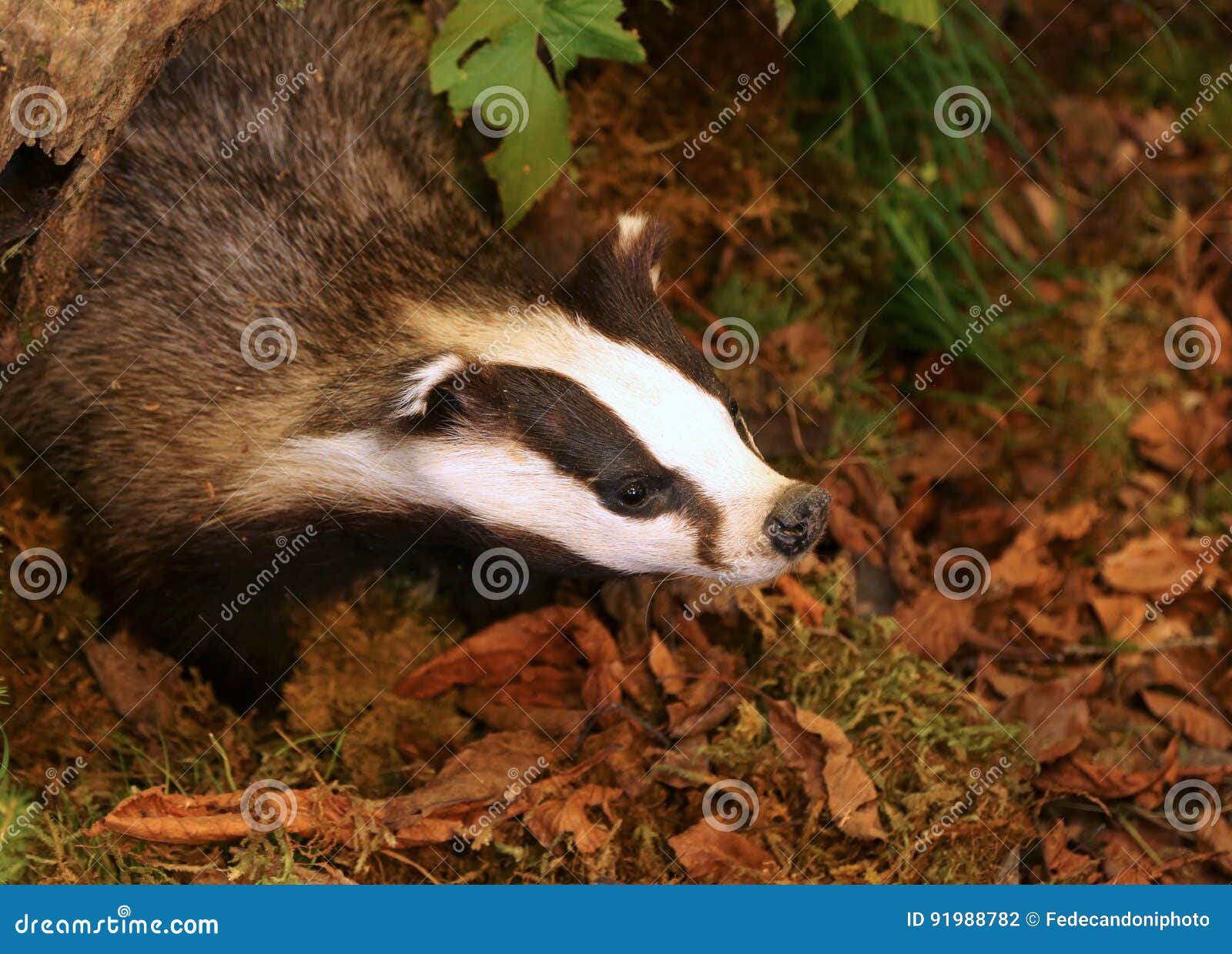 Skunk or Polecat in the Woods in Autumn Stock Photo - Image of stink ...