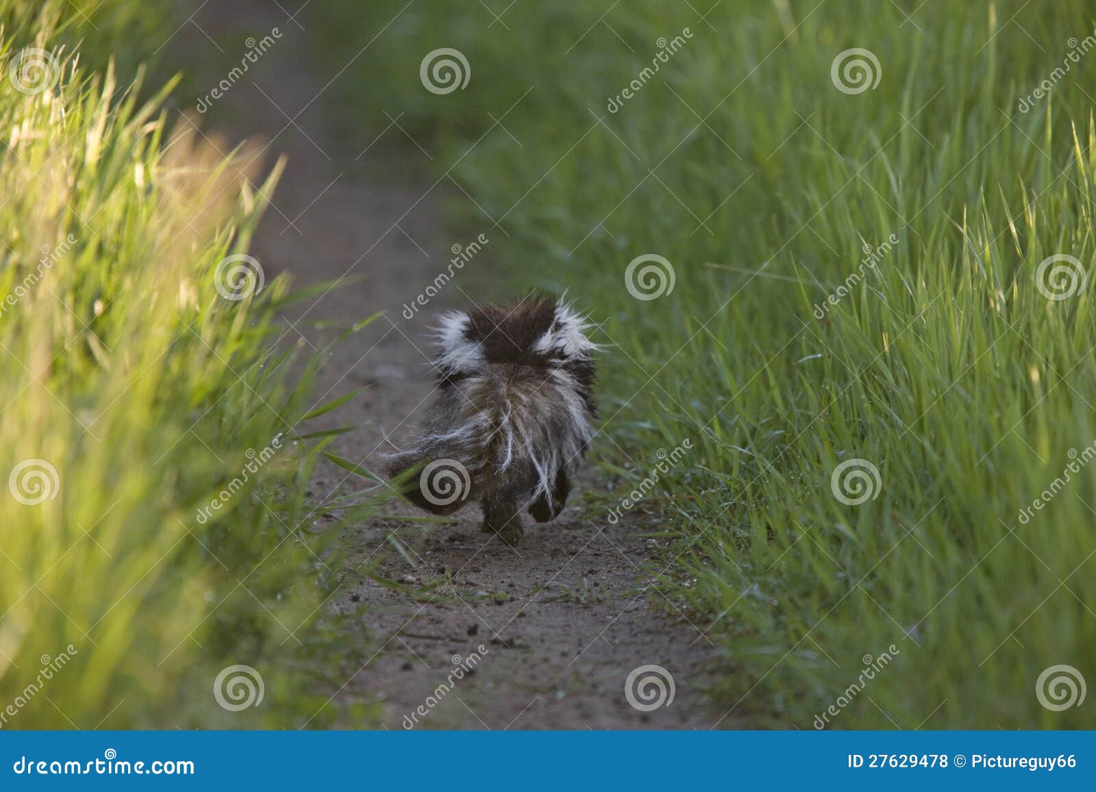 Skunk running stock photo. Image of skunk, mammal, animal - 27629478