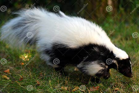 Skunk stock image. Image of fauna, cute, mammal, animals - 58804011