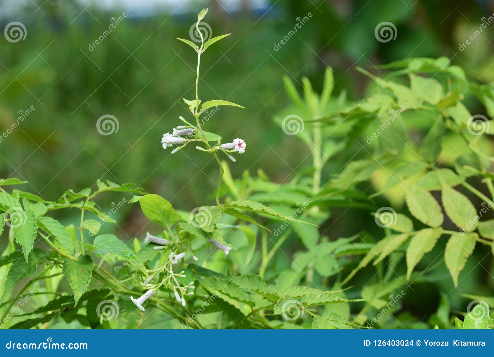 Skunk vine flowers stock photo. Image of field, garden - 126403024