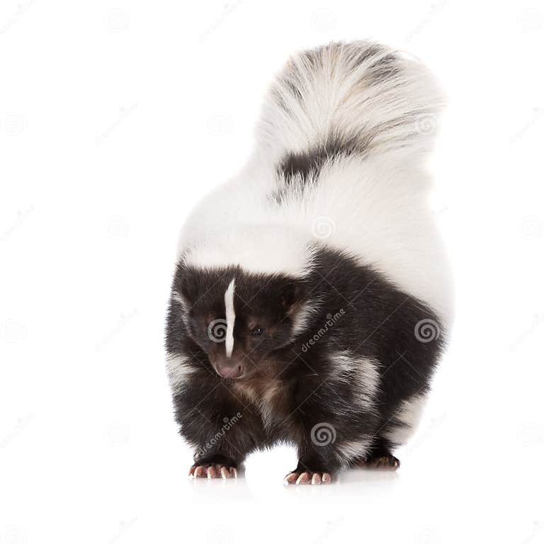 Skunk on white stock image. Image of beast, predator - 64924759