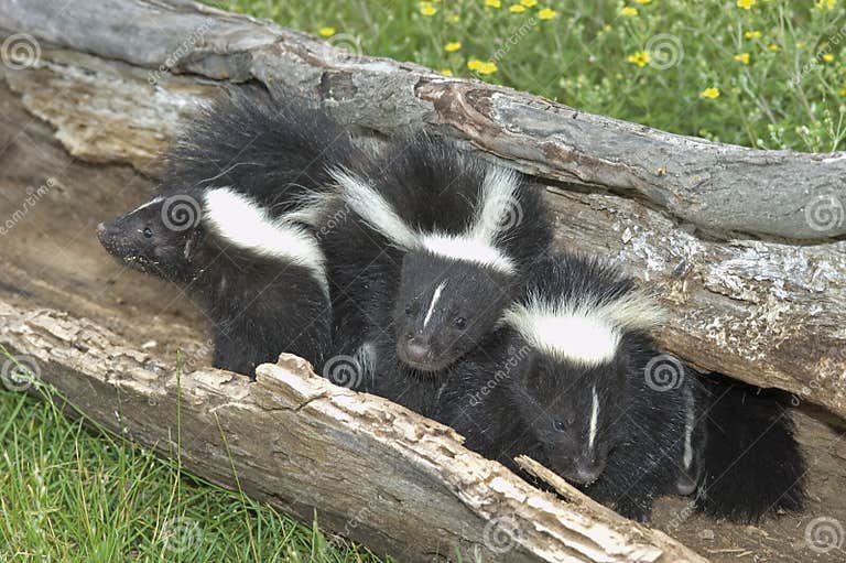 Skunks stock photo. Image of baby, three, young, animals - 7312220