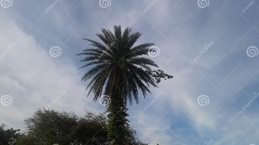 Sky stock photo. Image of beautiful, tree, assam, area - 158206490
