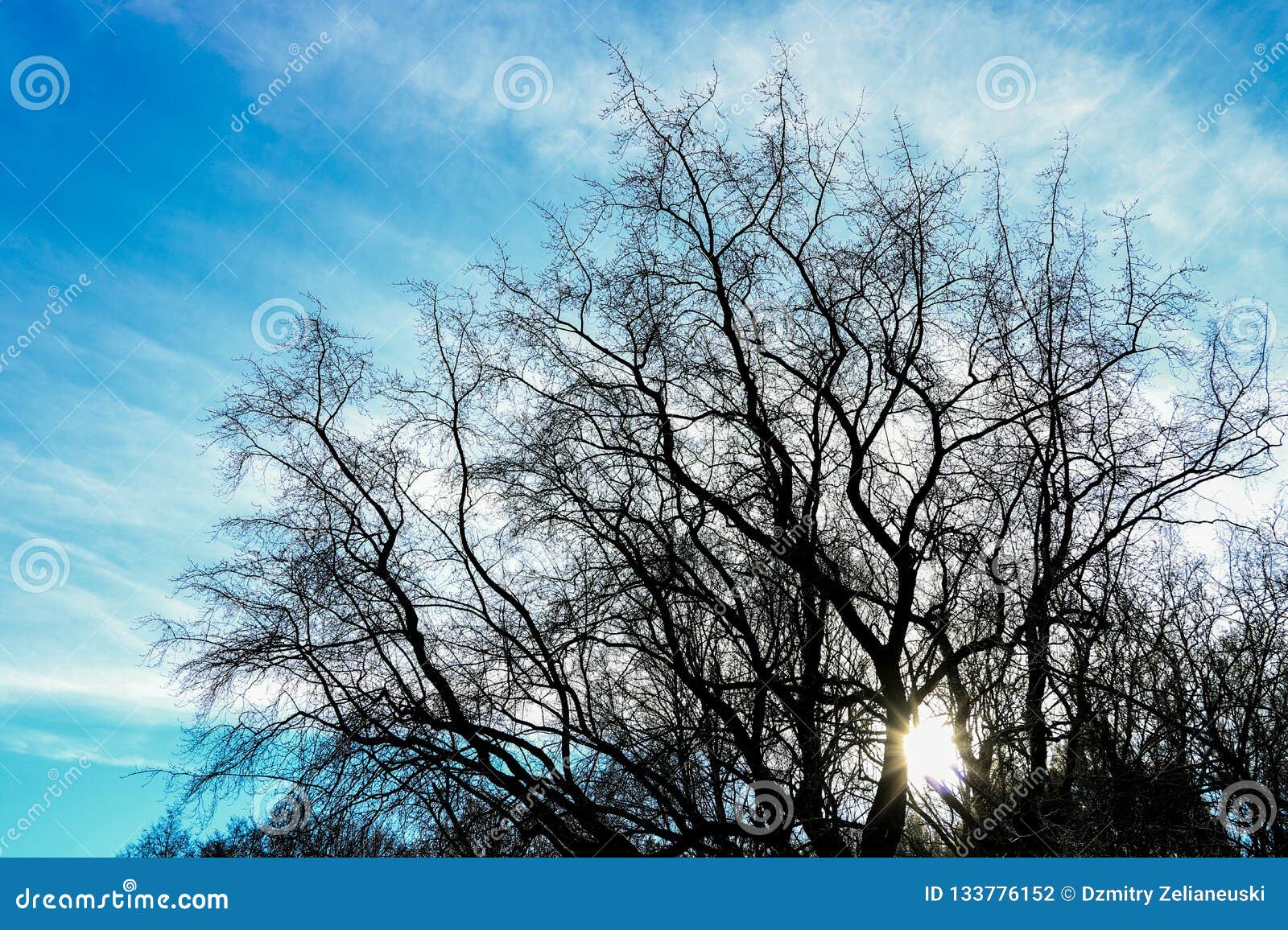 The Sky Above the Trees in the Forest Stock Photo - Image of spring ...