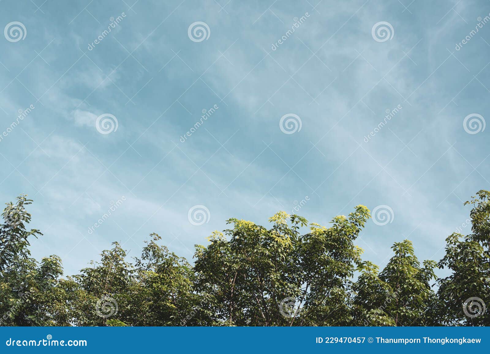 Sky Above the Trees in the Forest Stock Image - Image of leaf, nature ...