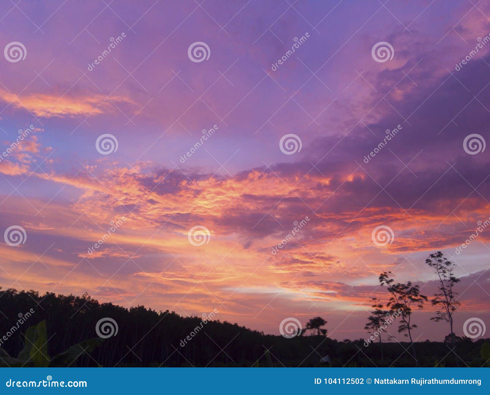 The Sky Above the Trees in the Forest. Stock Photo - Image of dawn ...