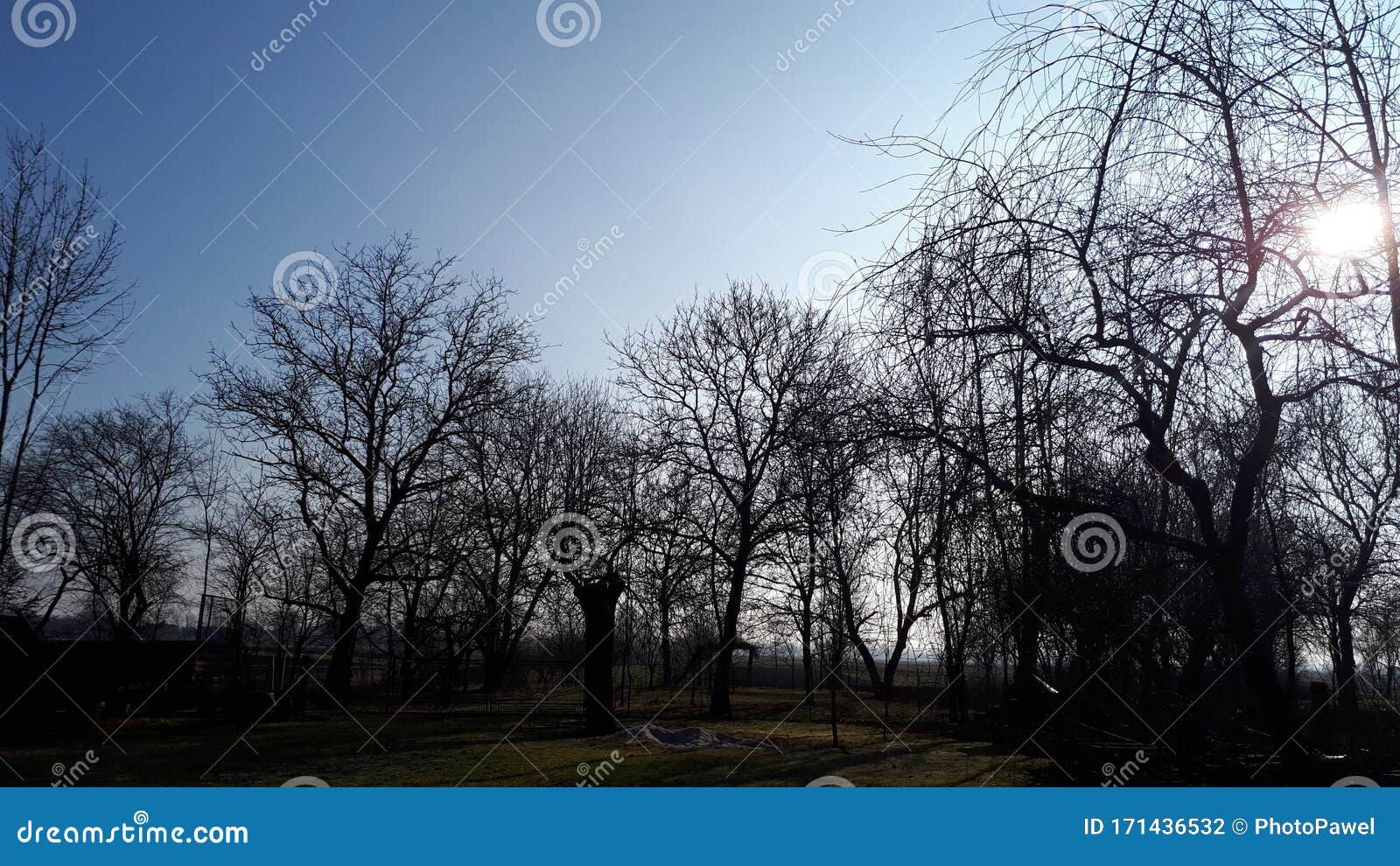 Sky Above the Trees in the Forest Stock Photo - Image of color ...