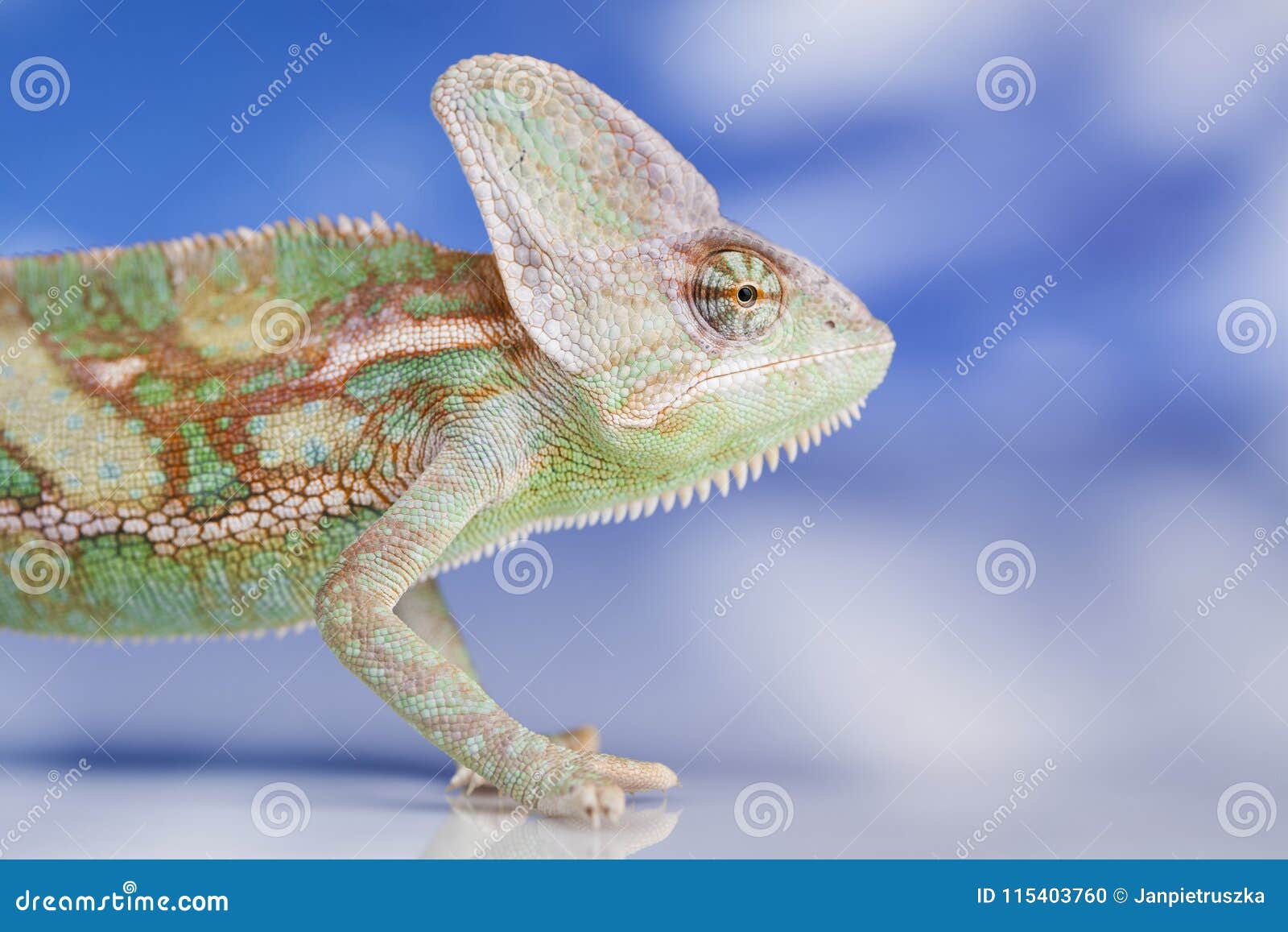 Sky Background, Reptile, Chameleon Lizard Stock Photo - Image of green ...