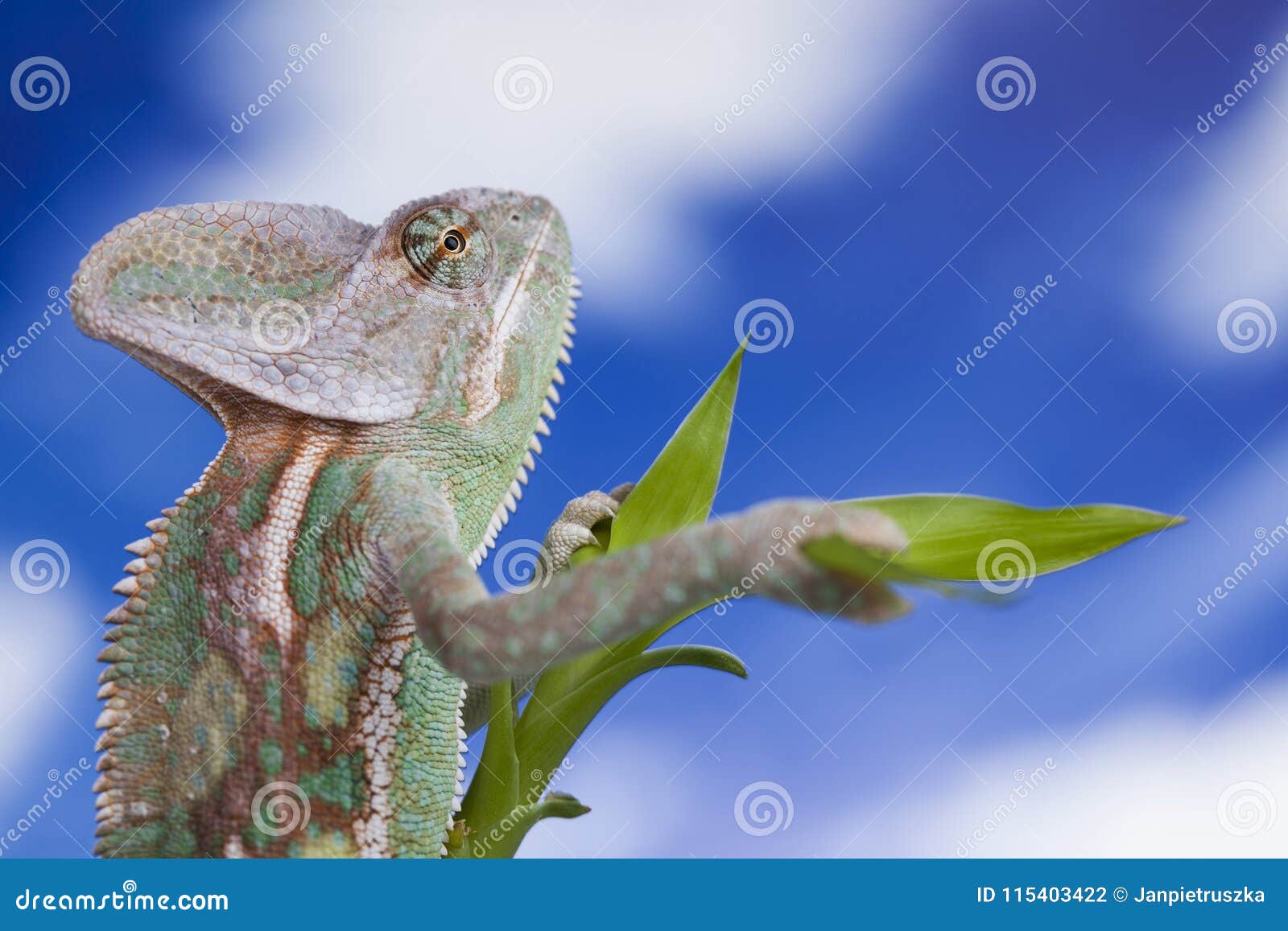 Sky Background, Reptile, Chameleon Lizard Stock Photo - Image of veiled ...