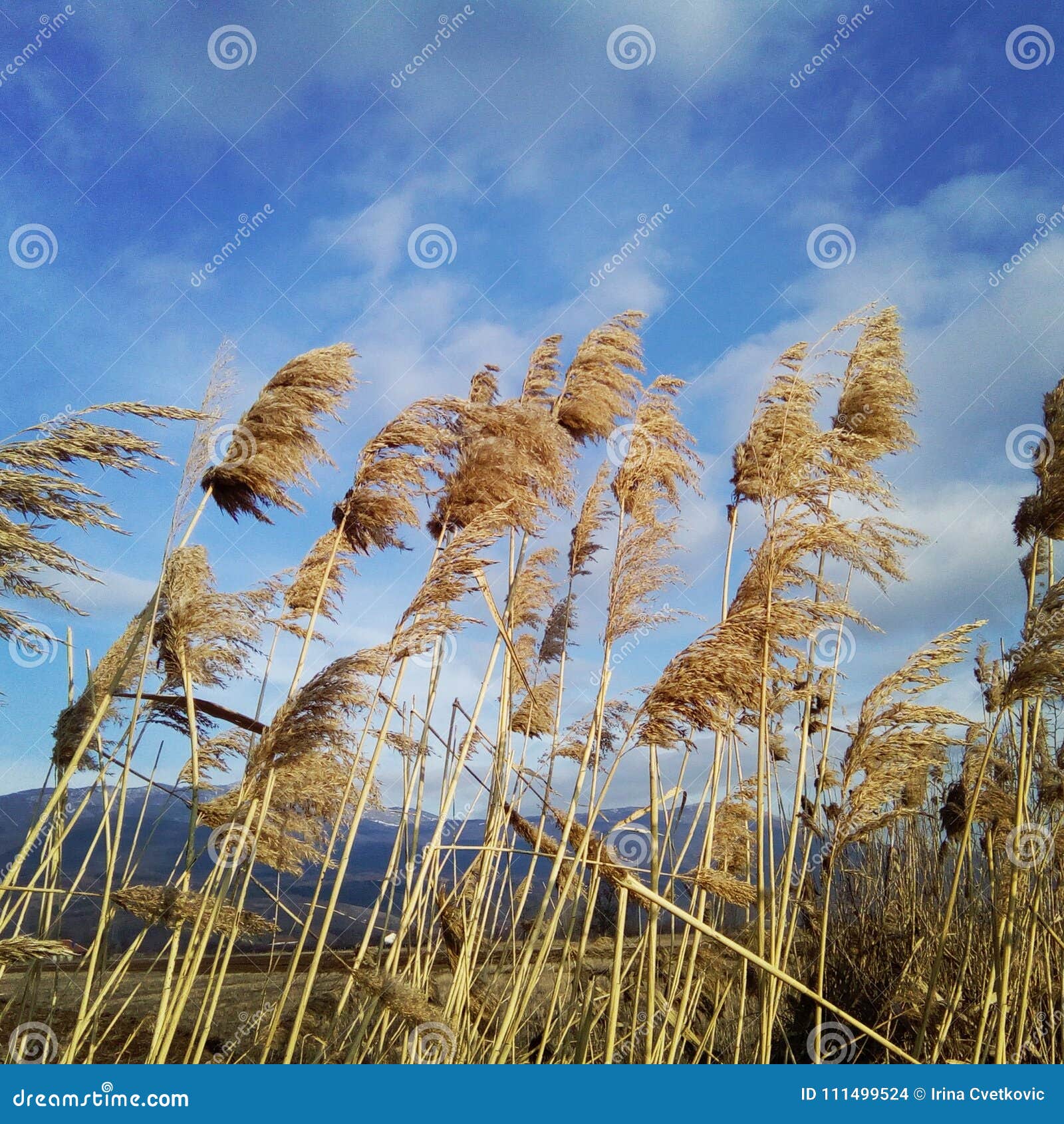 Sky stock photo. Image of moment, wind, beautiful, caught - 111499524