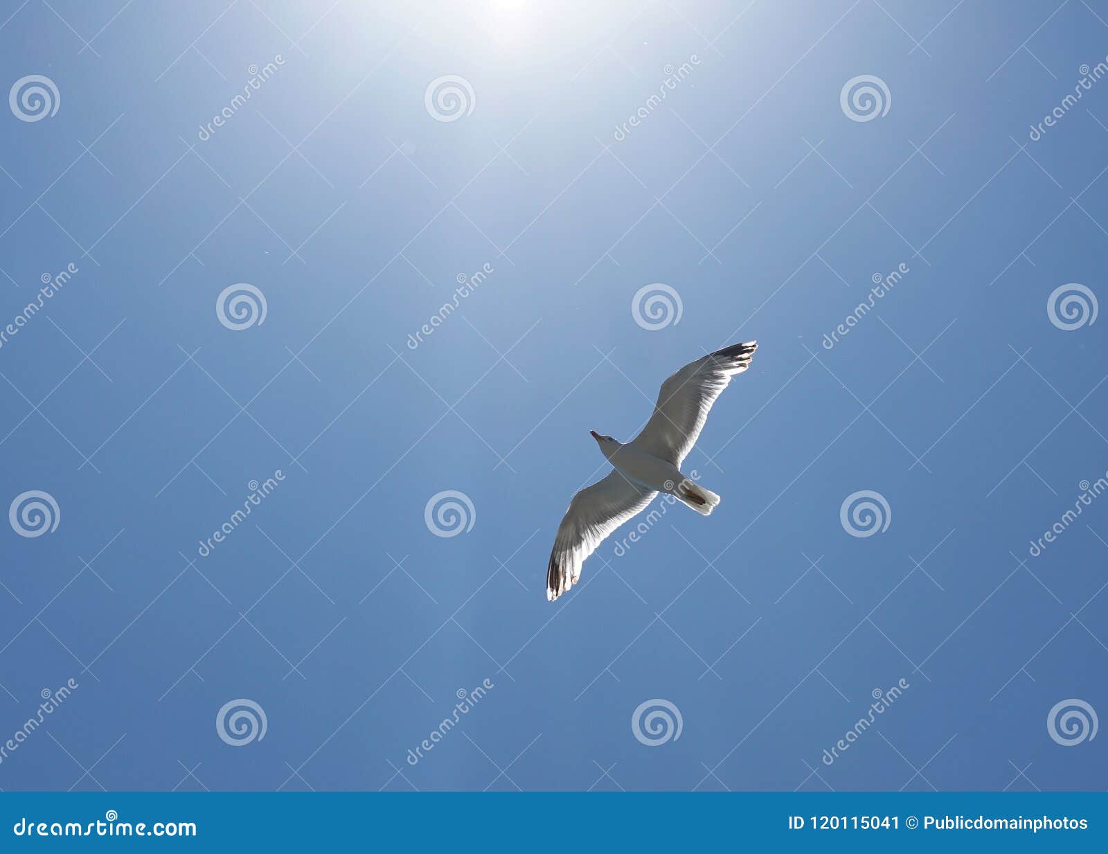 Sky, Bird, Fauna, Daytime Picture. Image: 120115041