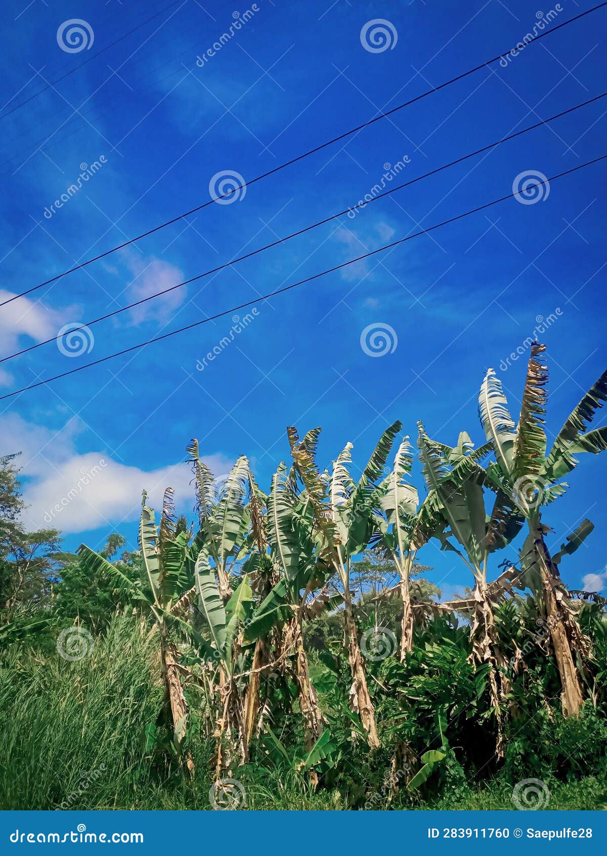 Sky Blue Banana View Tree Grass Cloud Stock Photo - Image of view ...