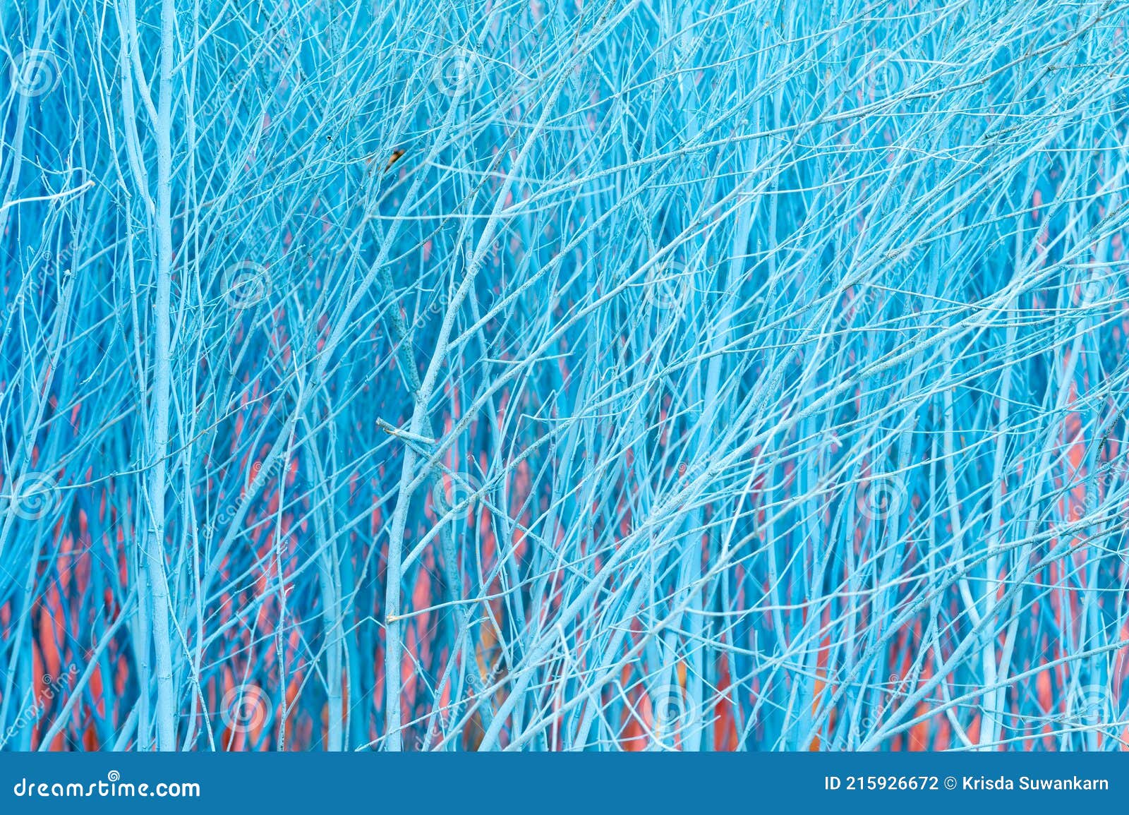 Sky Blue Color of Small Dry Twigs Stock Photo - Image of trees ...