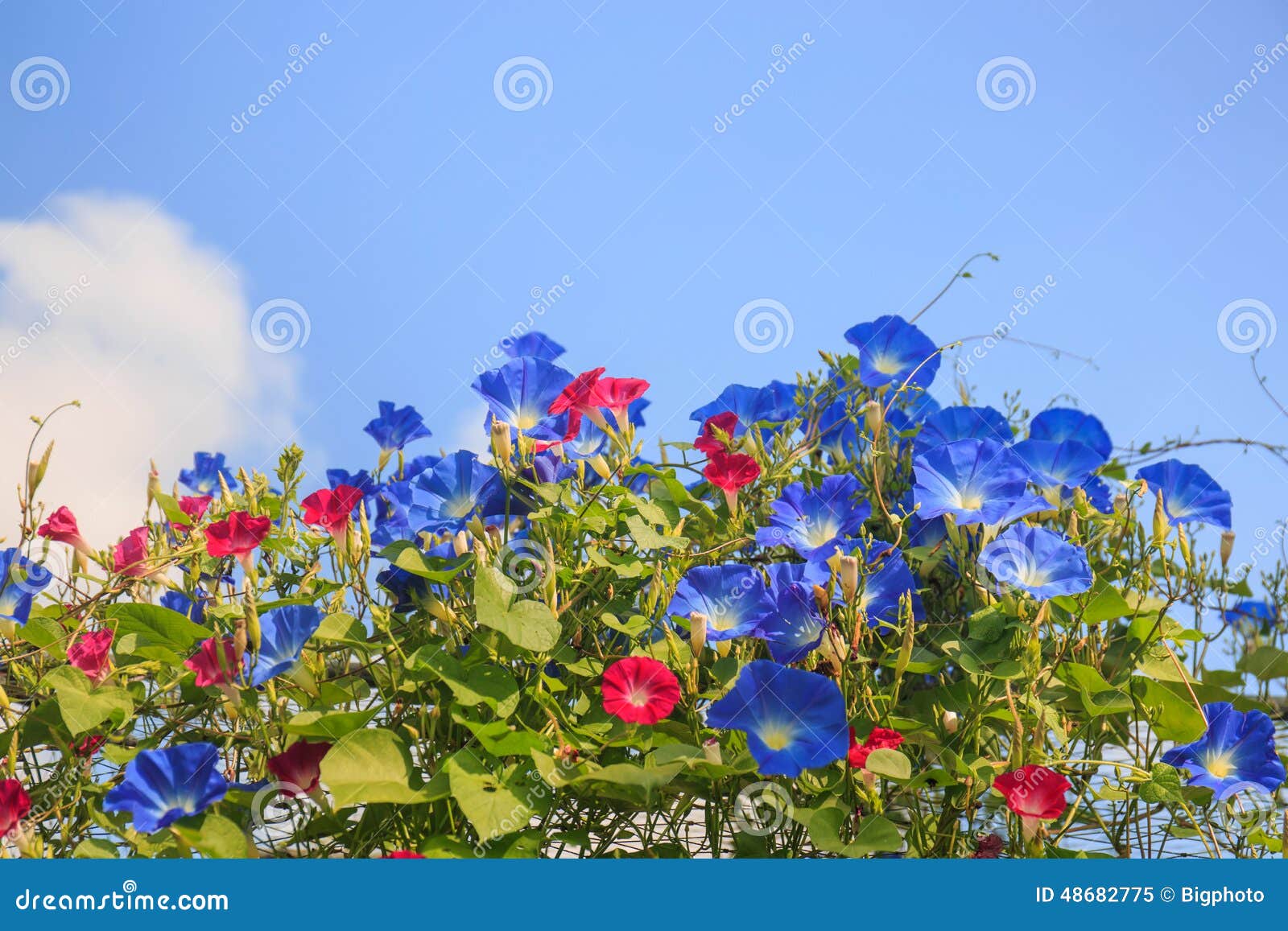 Sky blue morning glory stock image. Image of bloom, morning - 48682775