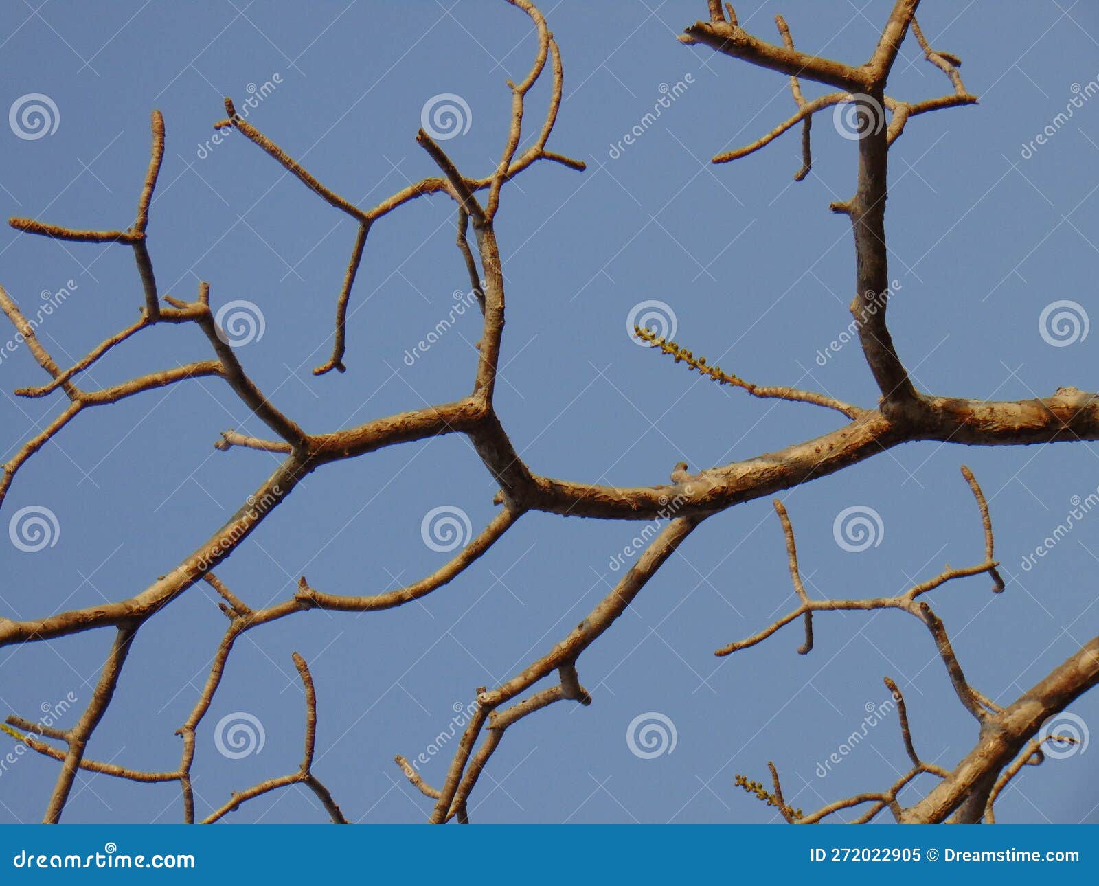 Sky blue sky tree branch stock image. Image of treebran - 272022905