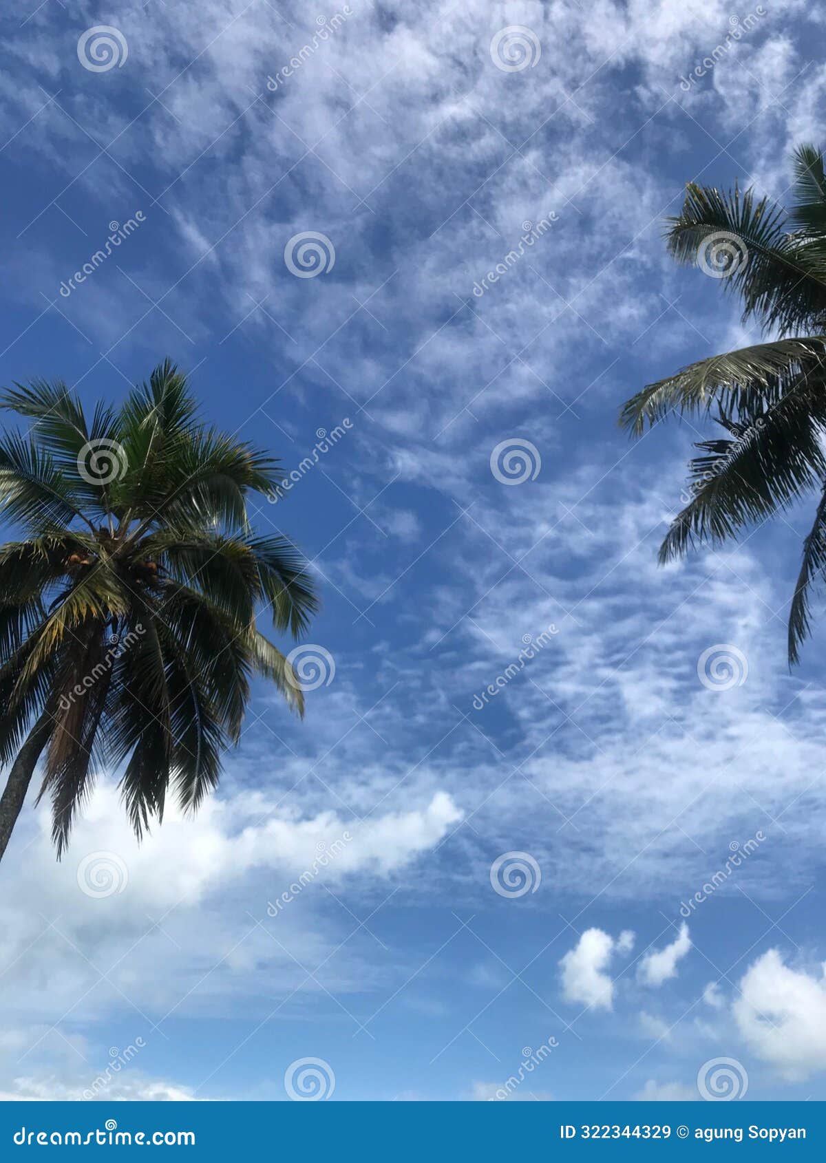 The Sky is Blue with Two Coconut Trees that Stretch the Eye Stock Image ...