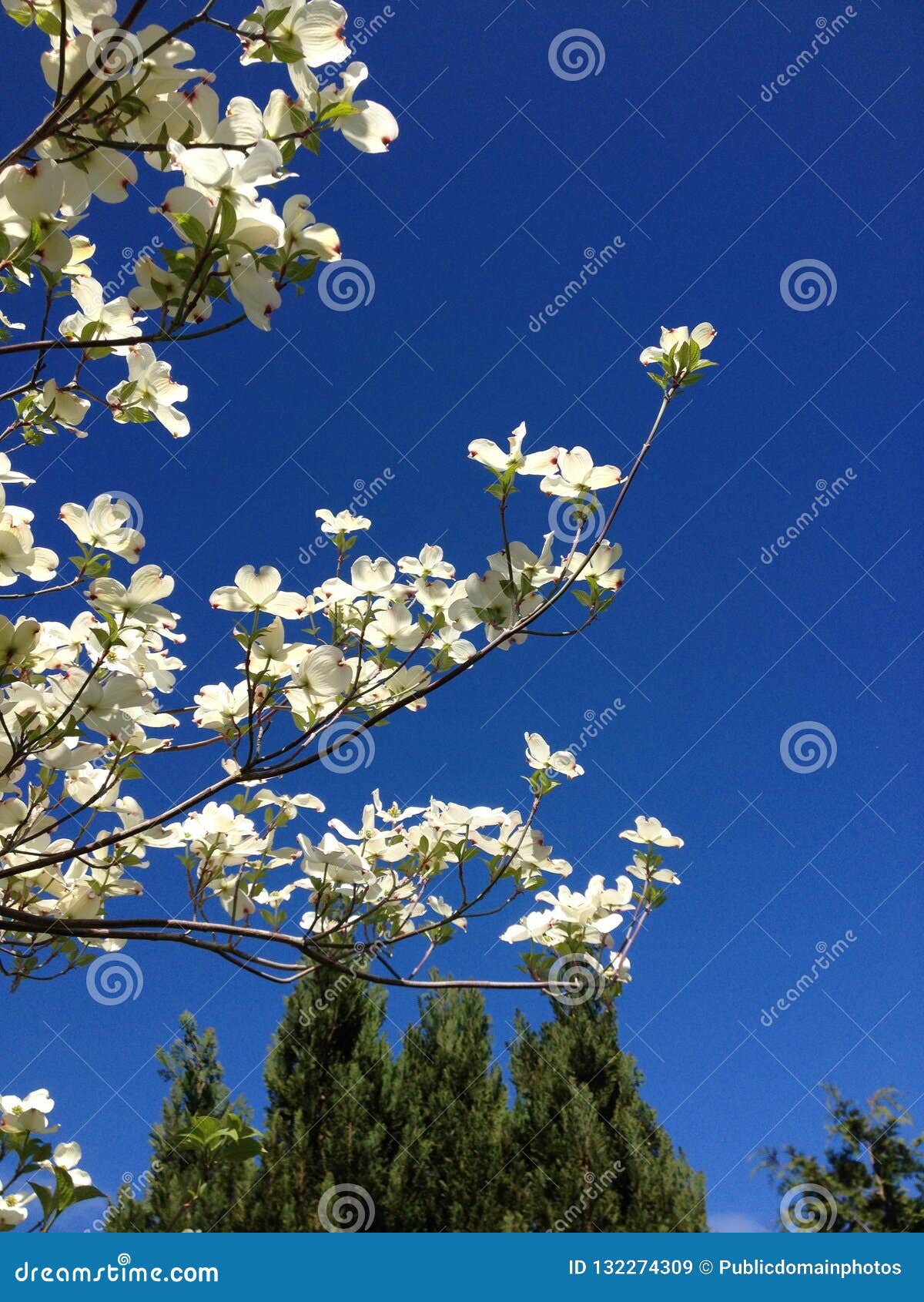 Sky, Branch, Blossom, Tree Picture. Image: 132274309