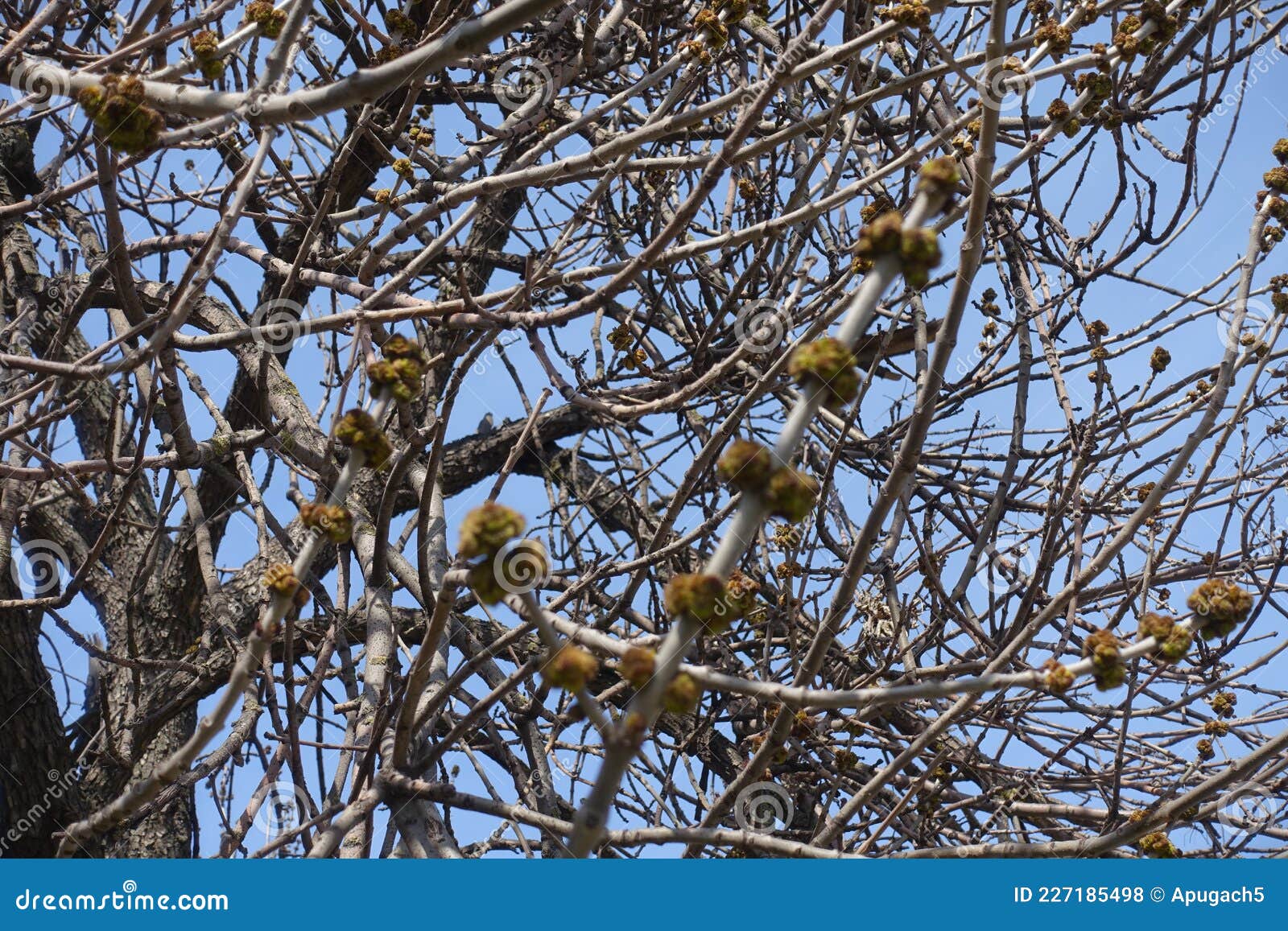 Sky and Branches of Acer Negundo with Flower Buds Stock Photo - Image ...