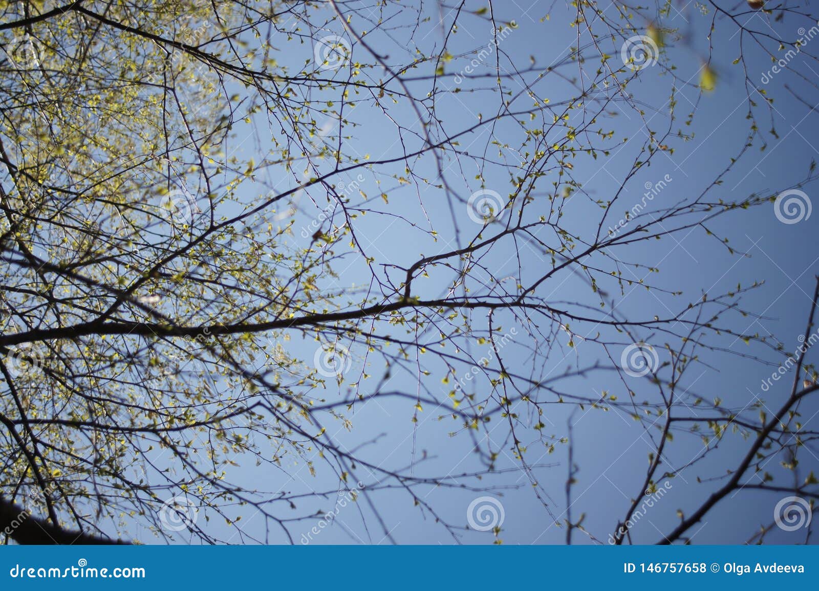 Sky through the Branches of Trees. Birch Forest in the Summer Stock ...
