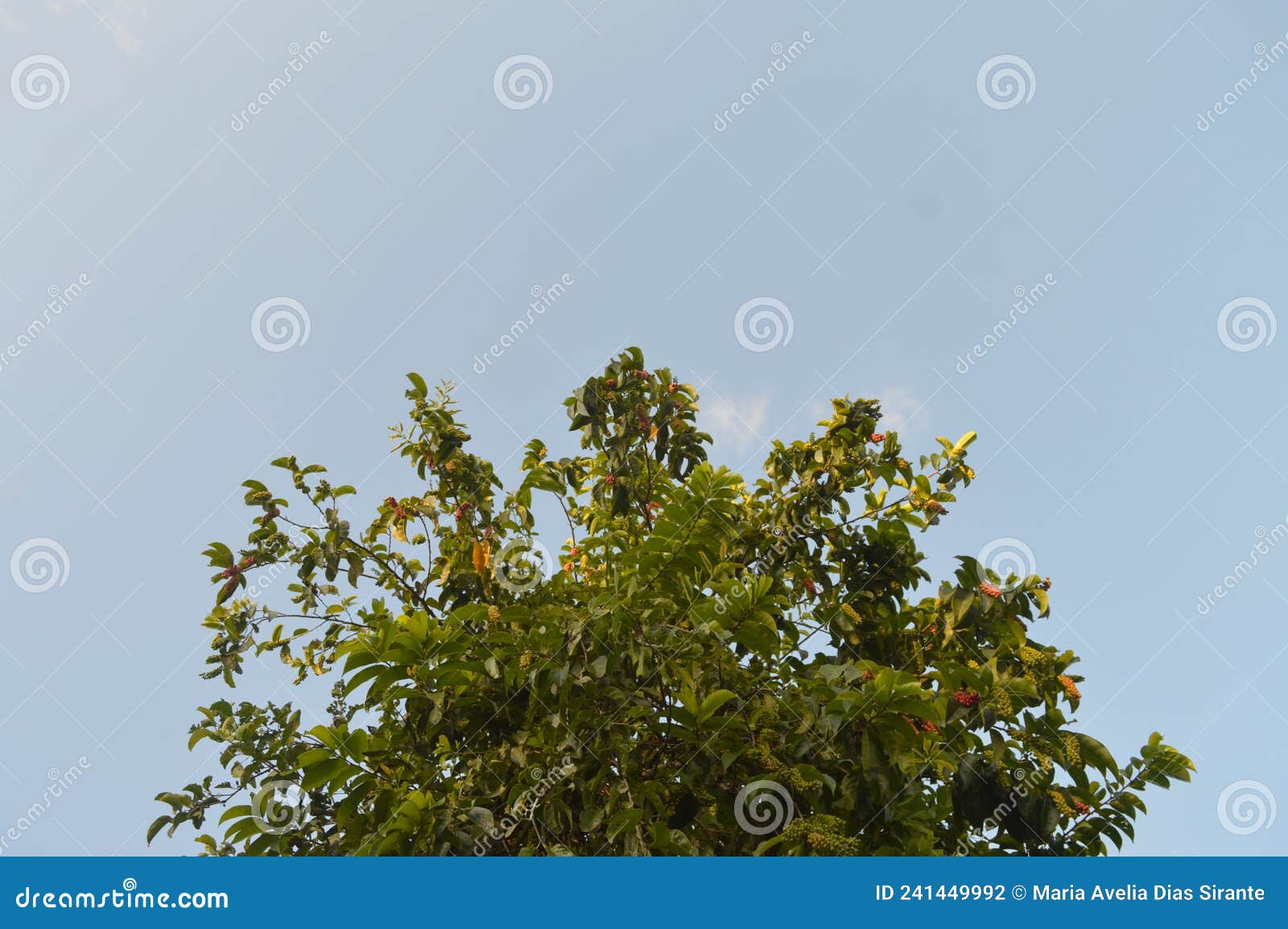 Sky and buni tree stock photo. Image of food, buni, leaf - 241449992