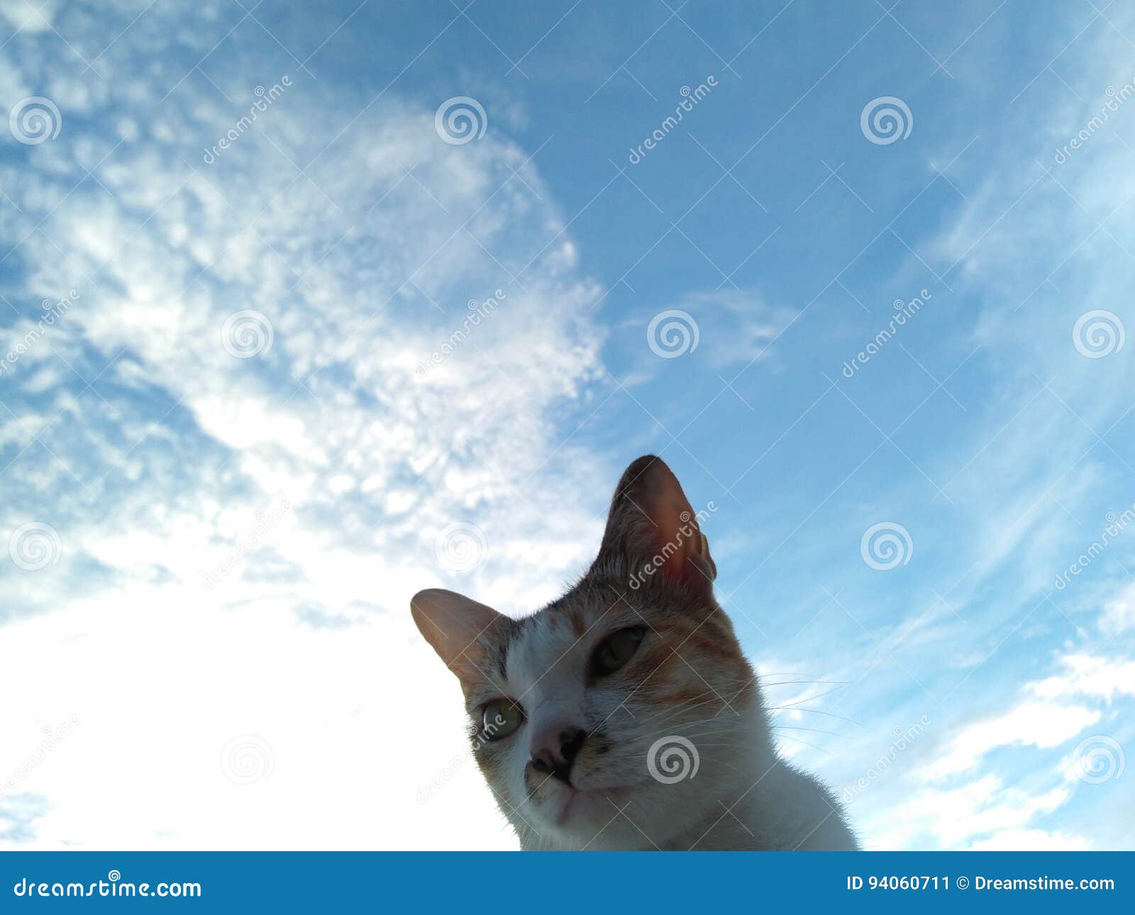 Sky cat stock image. Image of cute, outdoor, blue, relax - 94060711