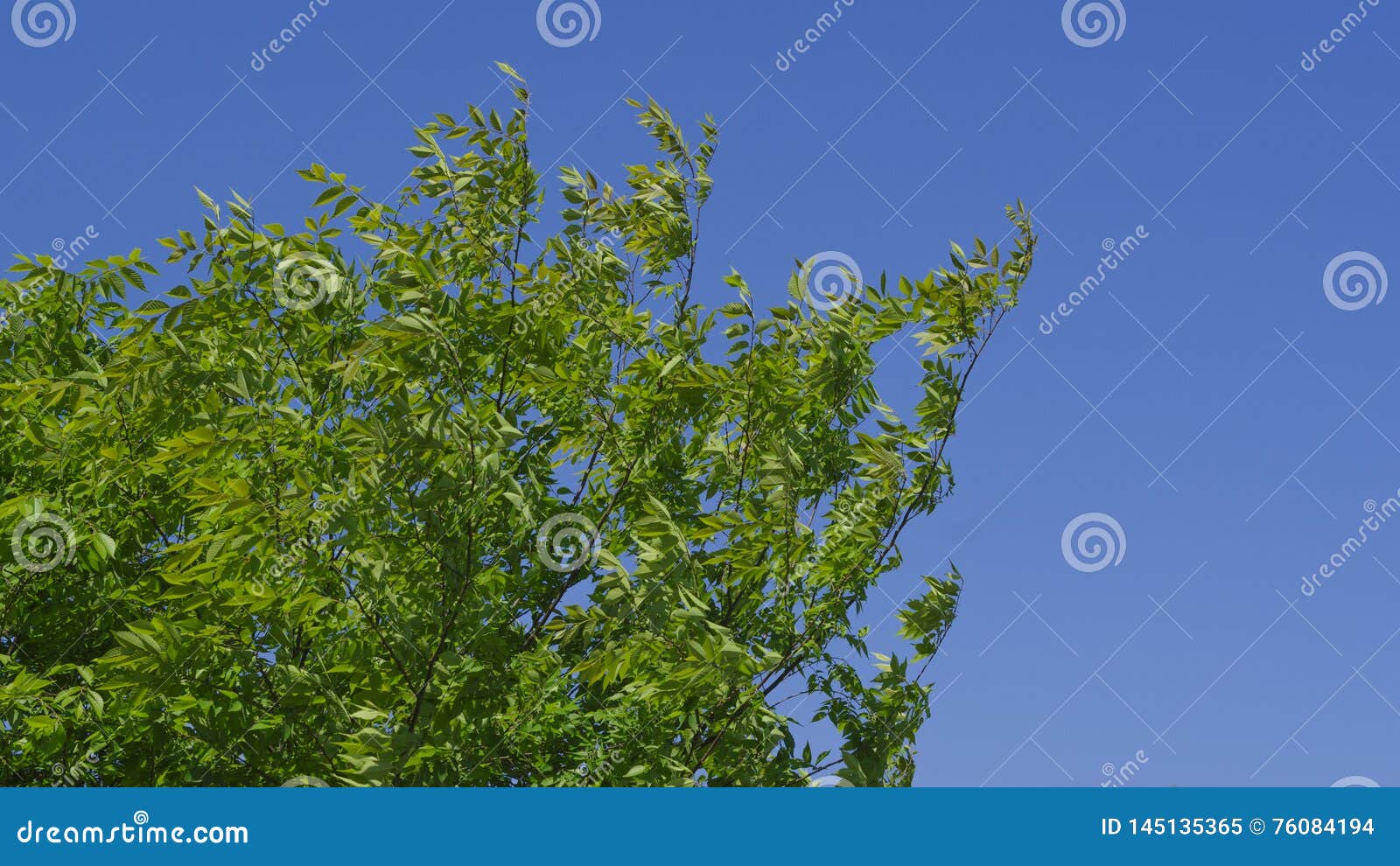 Branches Swaying in the Wind Stock Image - Image of cloud, drifting ...