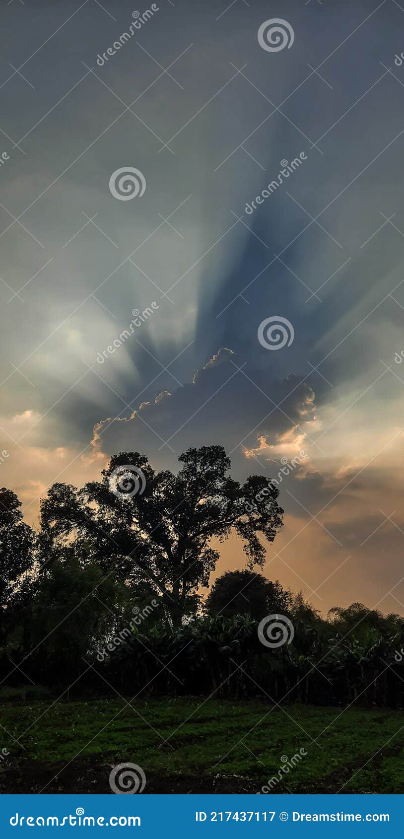 Sky Cloud Grass Trees Sunlight Plant Darkness Stock Image - Image of ...