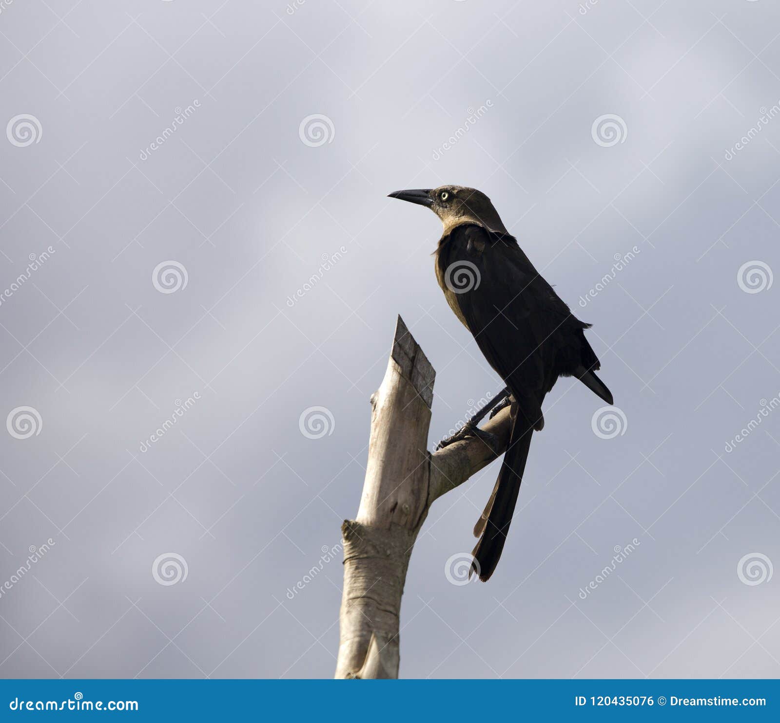 Black Crow Sitting on the Tree Silhouette Stock Photo - Image of wing ...