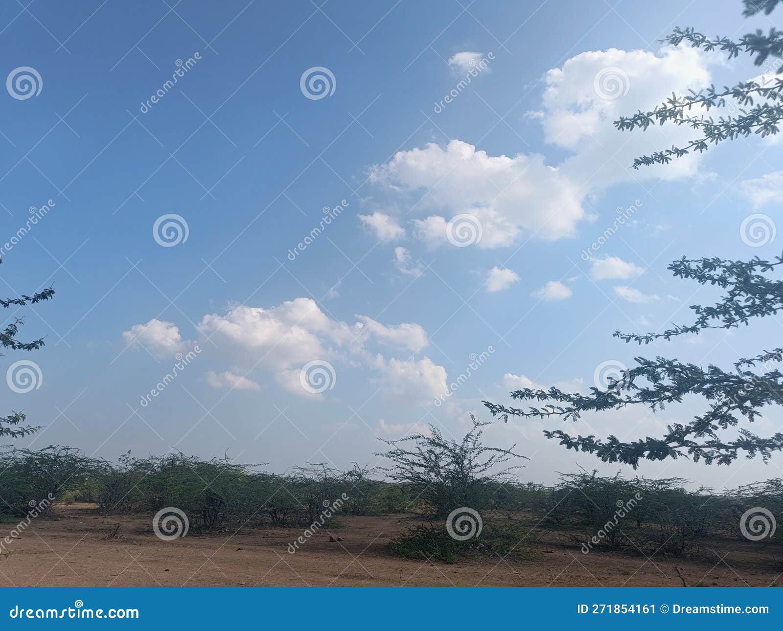 Sky with Clouds and Green Tree Feel Like Heaven Stock Image - Image of ...