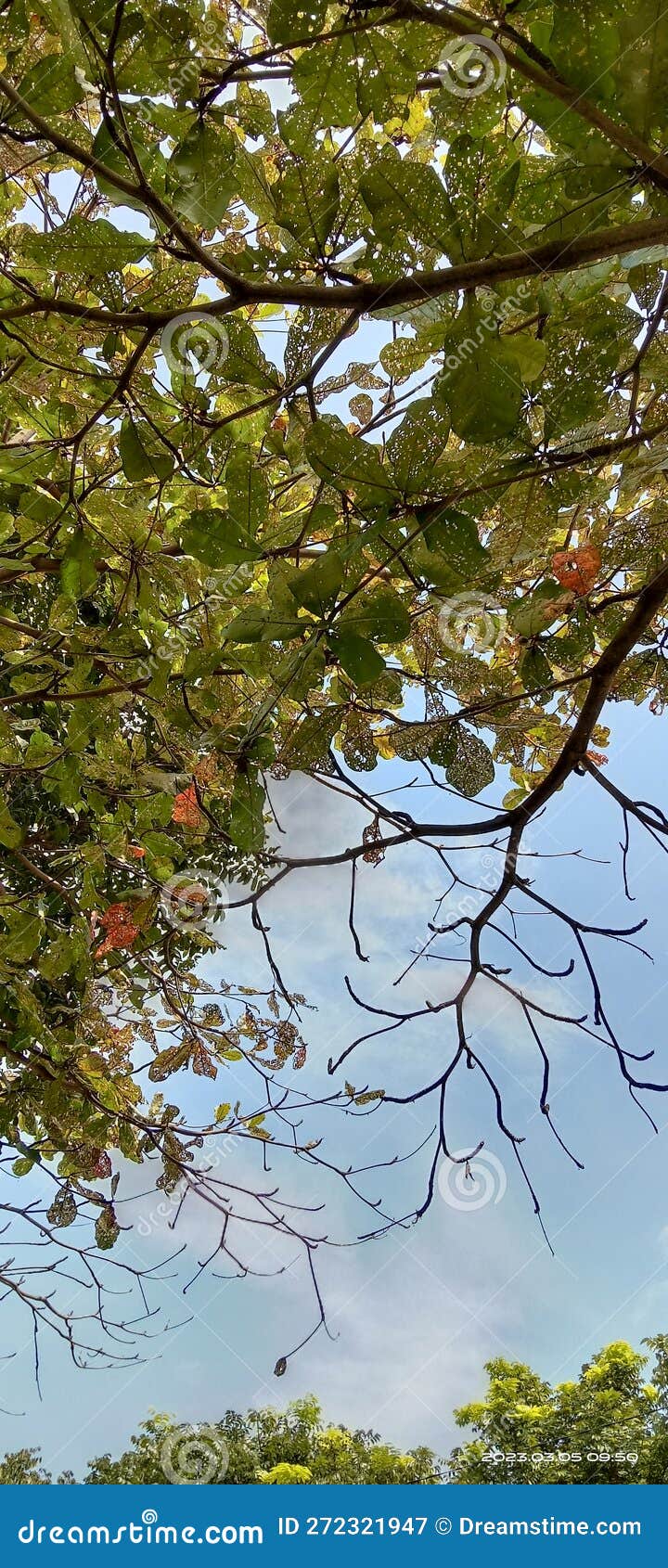 Sky, Clouds, Leaves, Tree Branches Stock Image - Image of leaves ...
