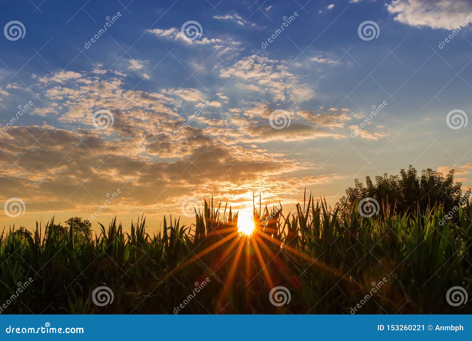 Sky with Clouds and Sun Over Corn Field at Sunset Stock Image - Image ...